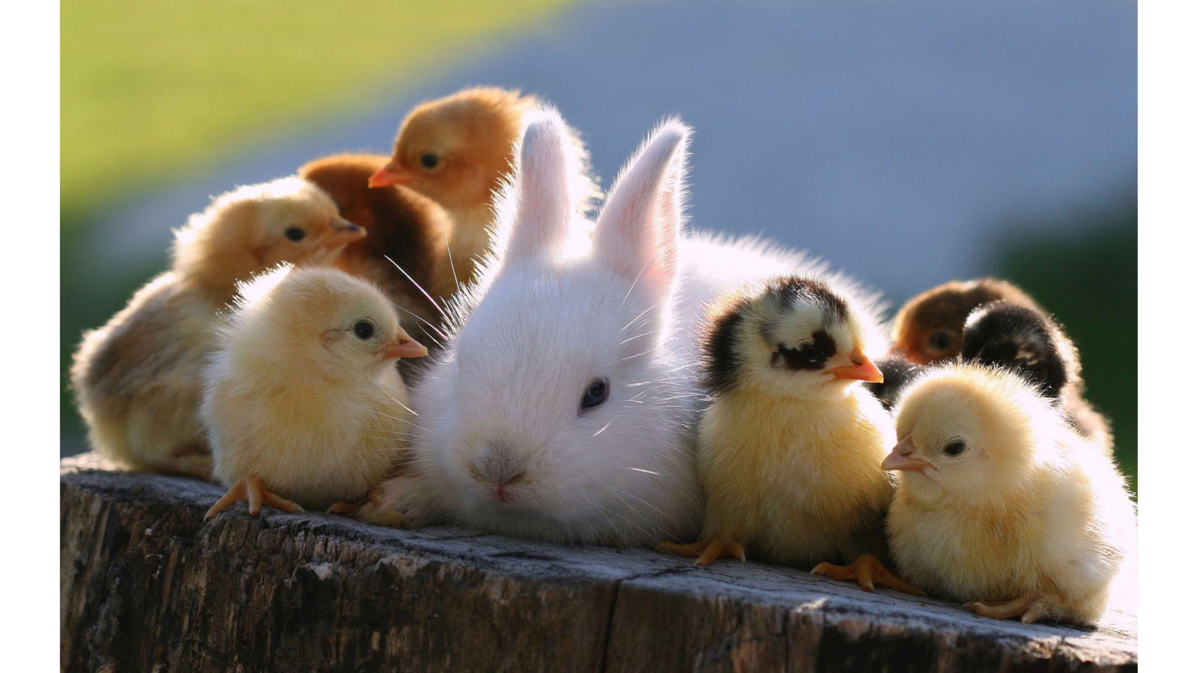 Cute Bunny 4K Wallpapers - Top Free Cute Bunny 4K Backgrounds ...