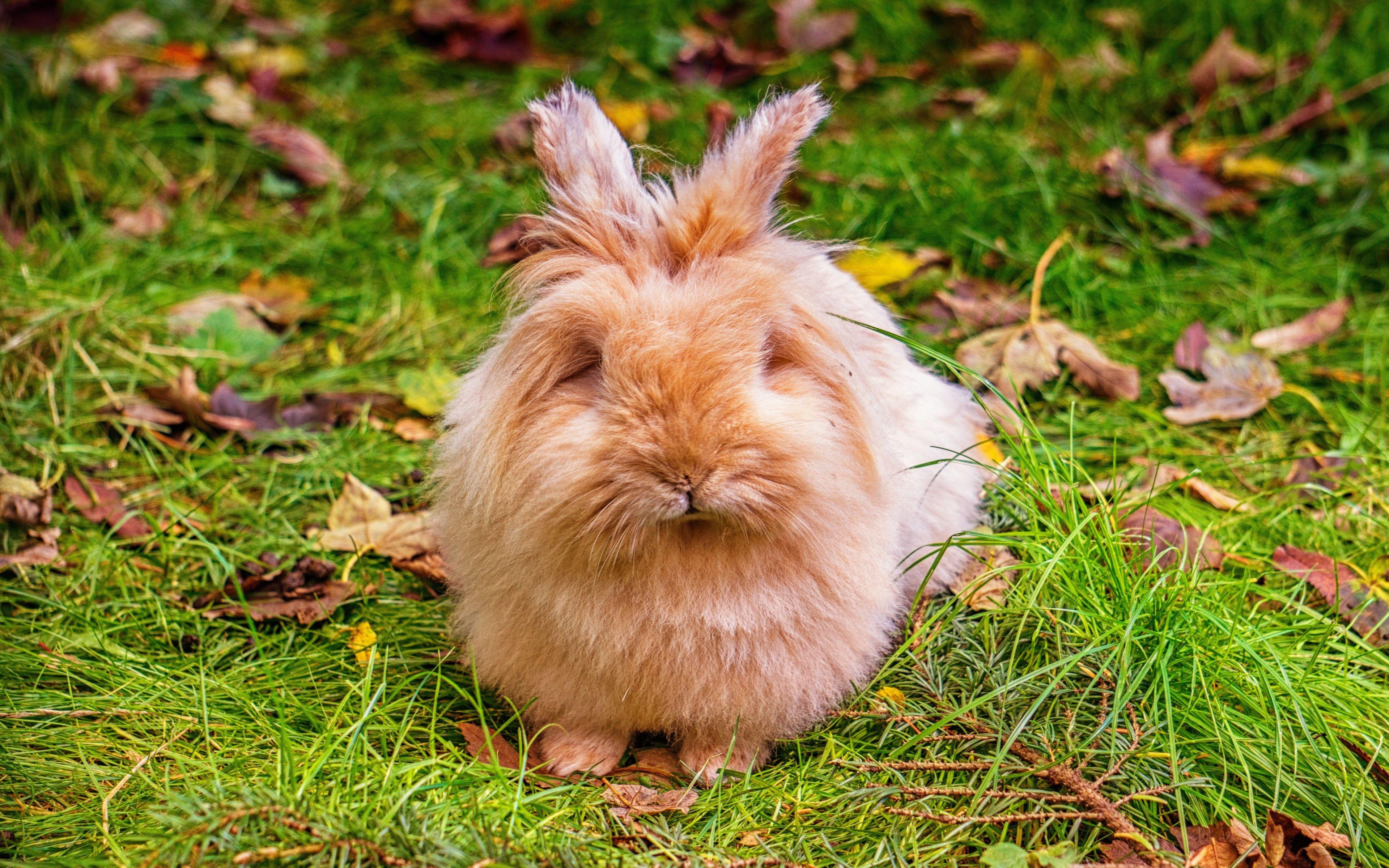 Cute Bunny 4K Wallpapers - Top Free Cute Bunny 4K Backgrounds ...