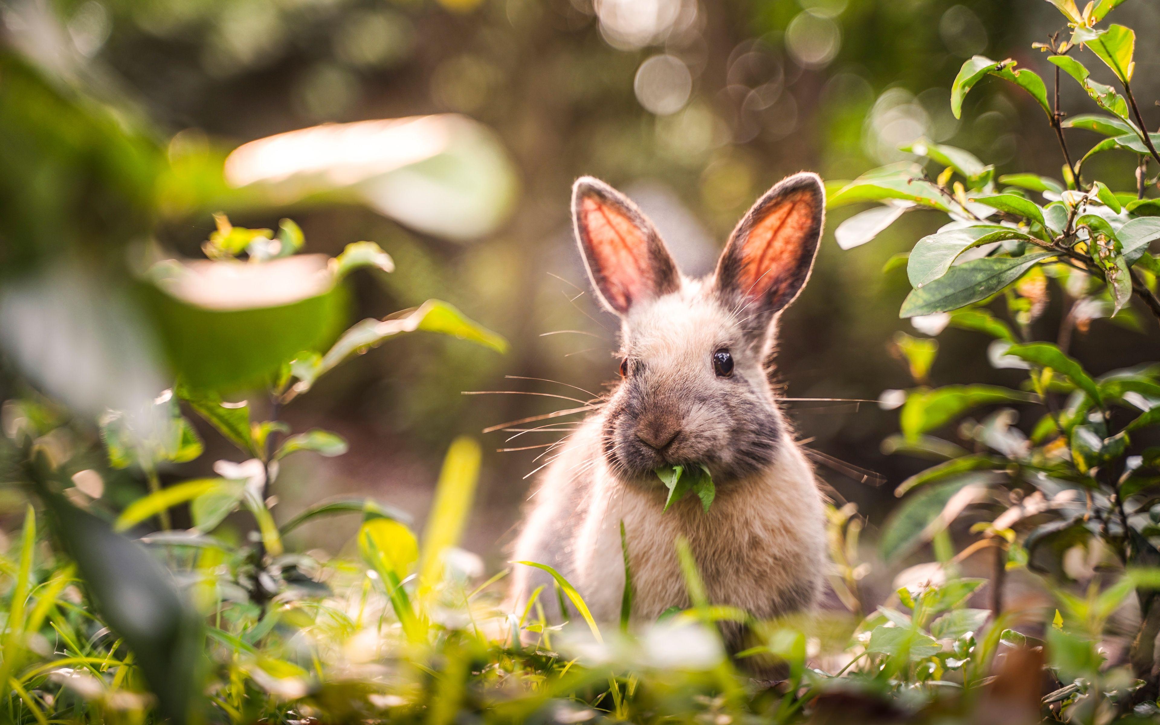 Cute Bunny 4K Wallpapers - Top Free Cute Bunny 4K Backgrounds ...