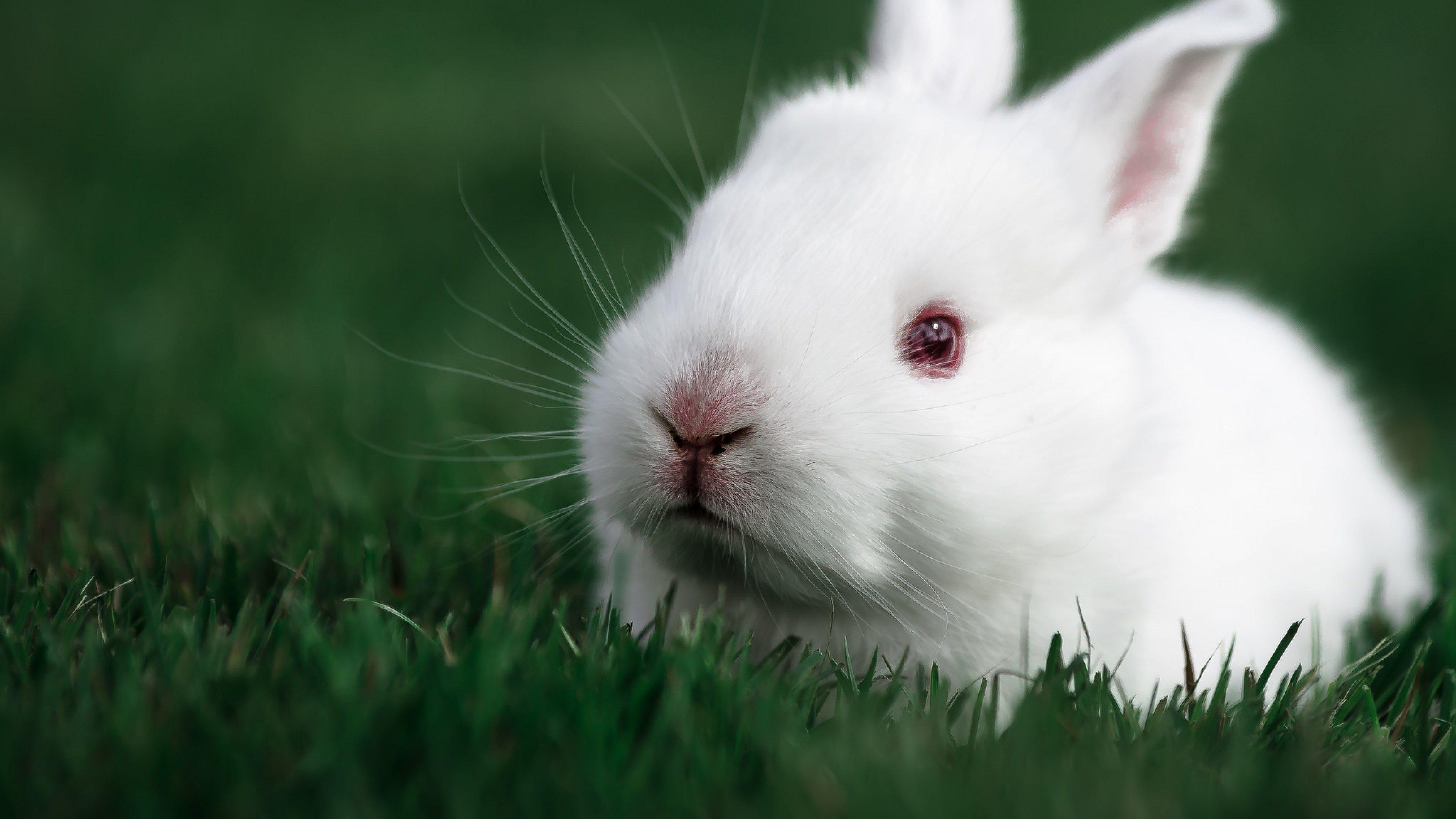 Cute Bunny 4K Wallpapers - Top Free Cute Bunny 4K Backgrounds ...