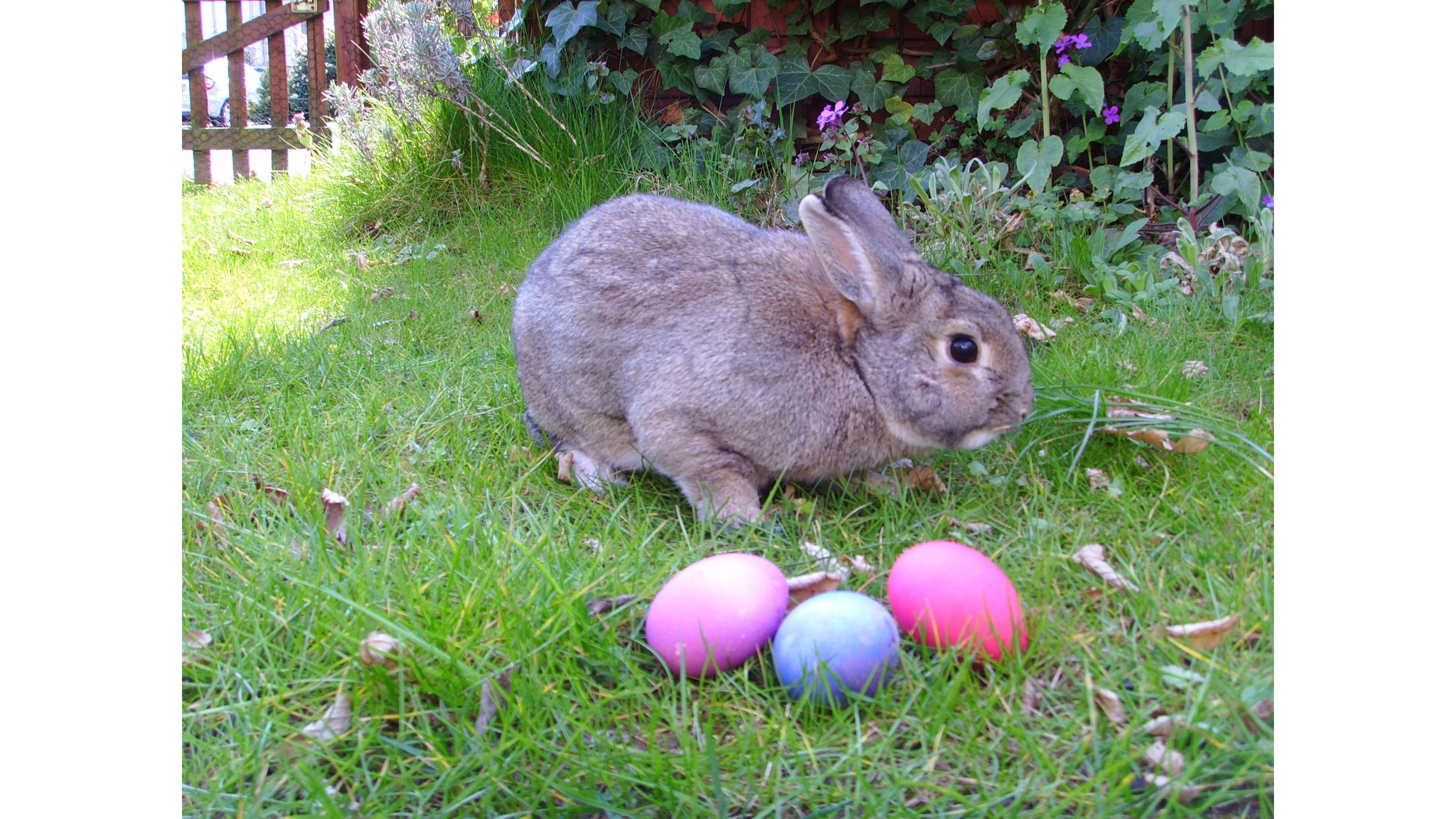 Cute Bunny 4K Wallpapers - Top Free Cute Bunny 4K Backgrounds ...