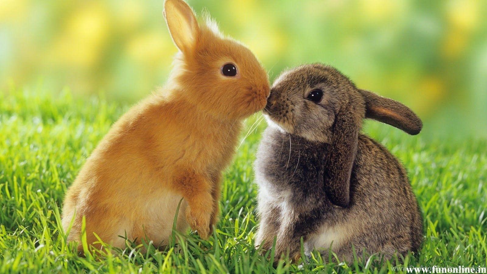 Cute Bunny 4K Wallpapers - Top Free Cute Bunny 4K Backgrounds ...