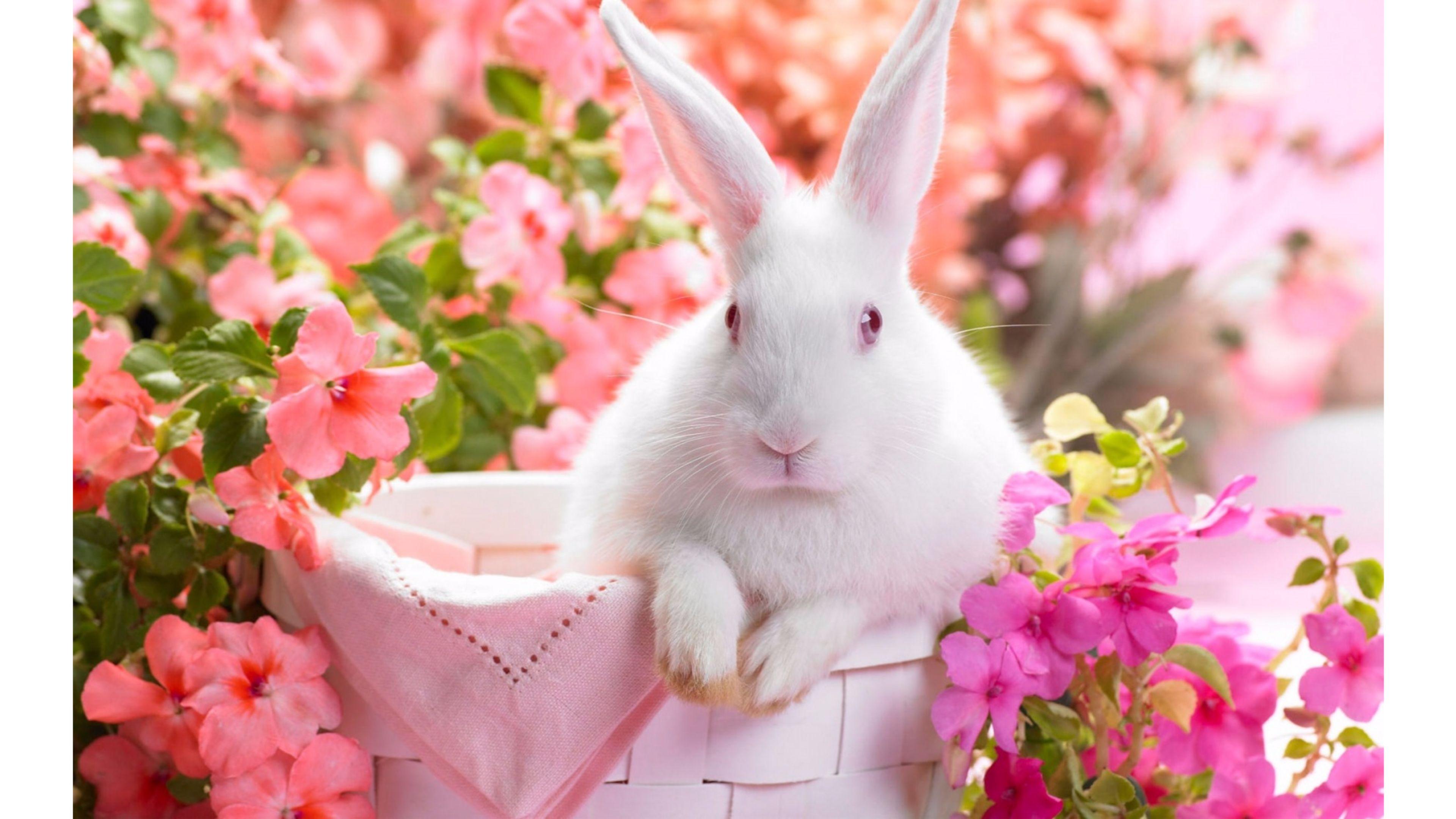 Cute Bunny 4K Wallpapers - Top Free Cute Bunny 4K Backgrounds ...