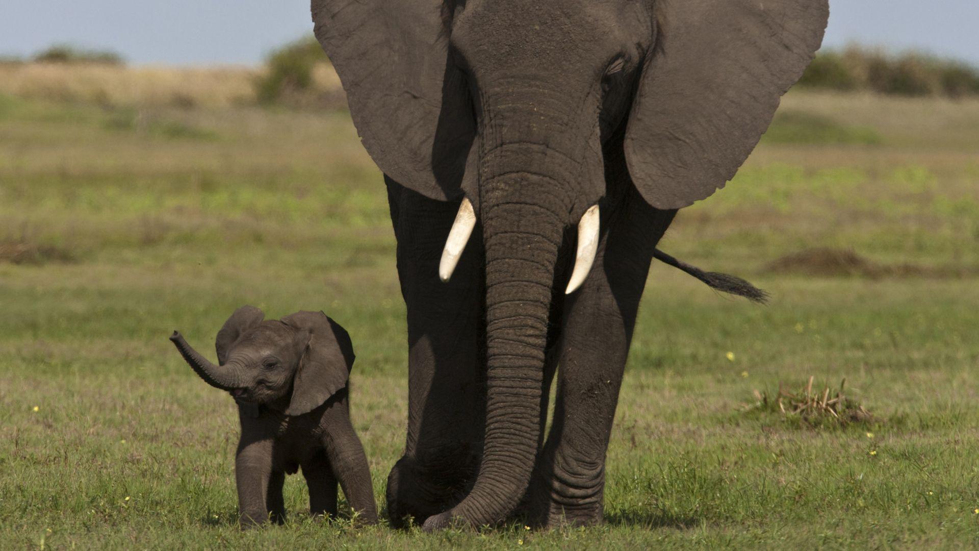 Elephant Laptop HD Wallpapers - Top Free Elephant Laptop HD Backgrounds ...