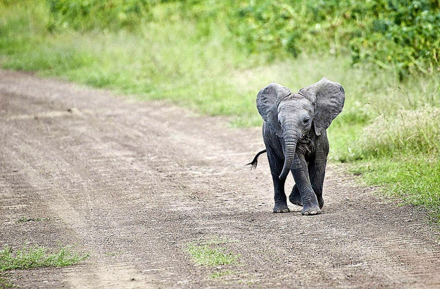 Elephant Laptop HD Wallpapers - Top Free Elephant Laptop HD Backgrounds ...