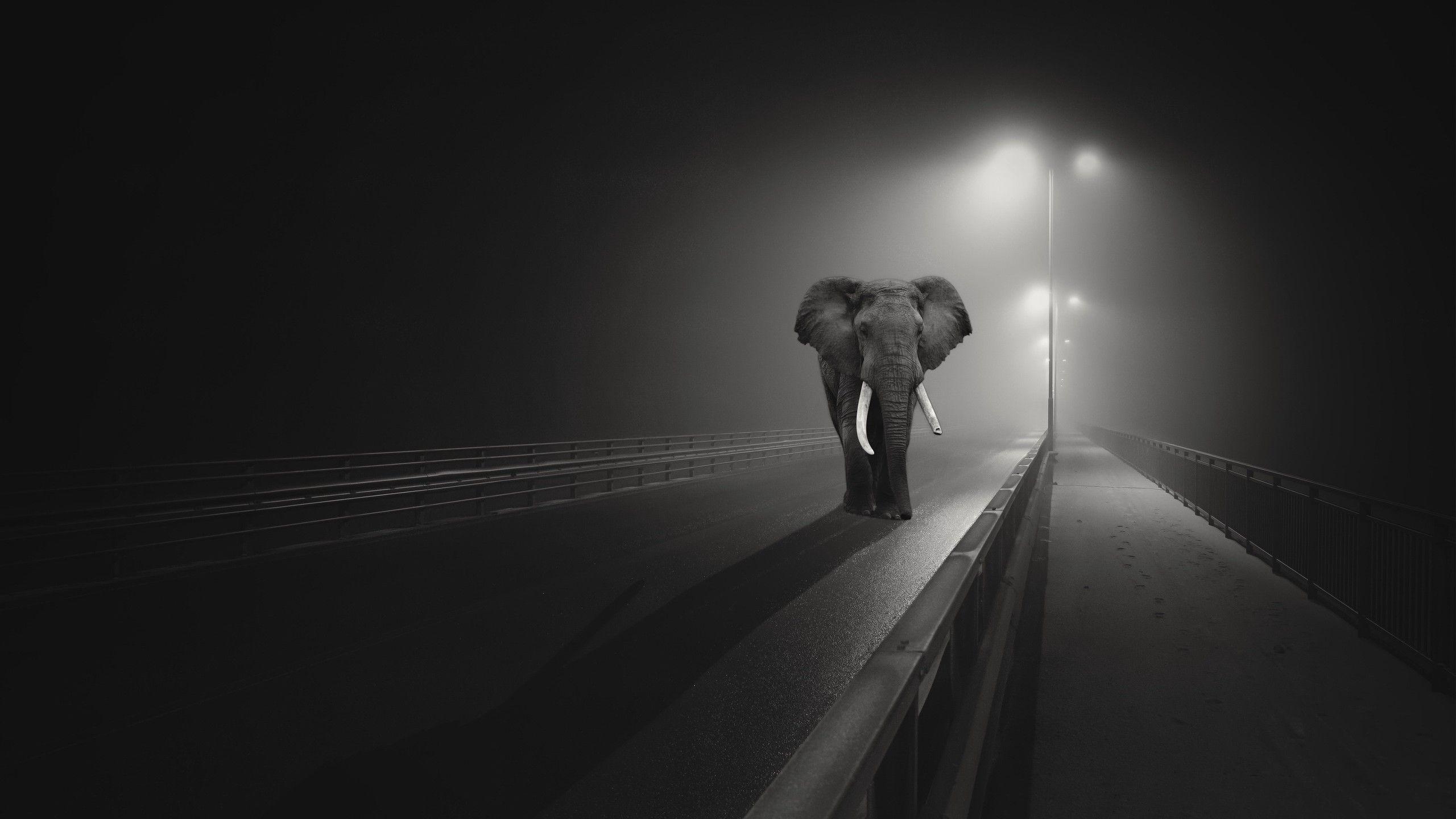 Elephant Laptop HD Wallpapers - Top Free Elephant Laptop HD Backgrounds ...