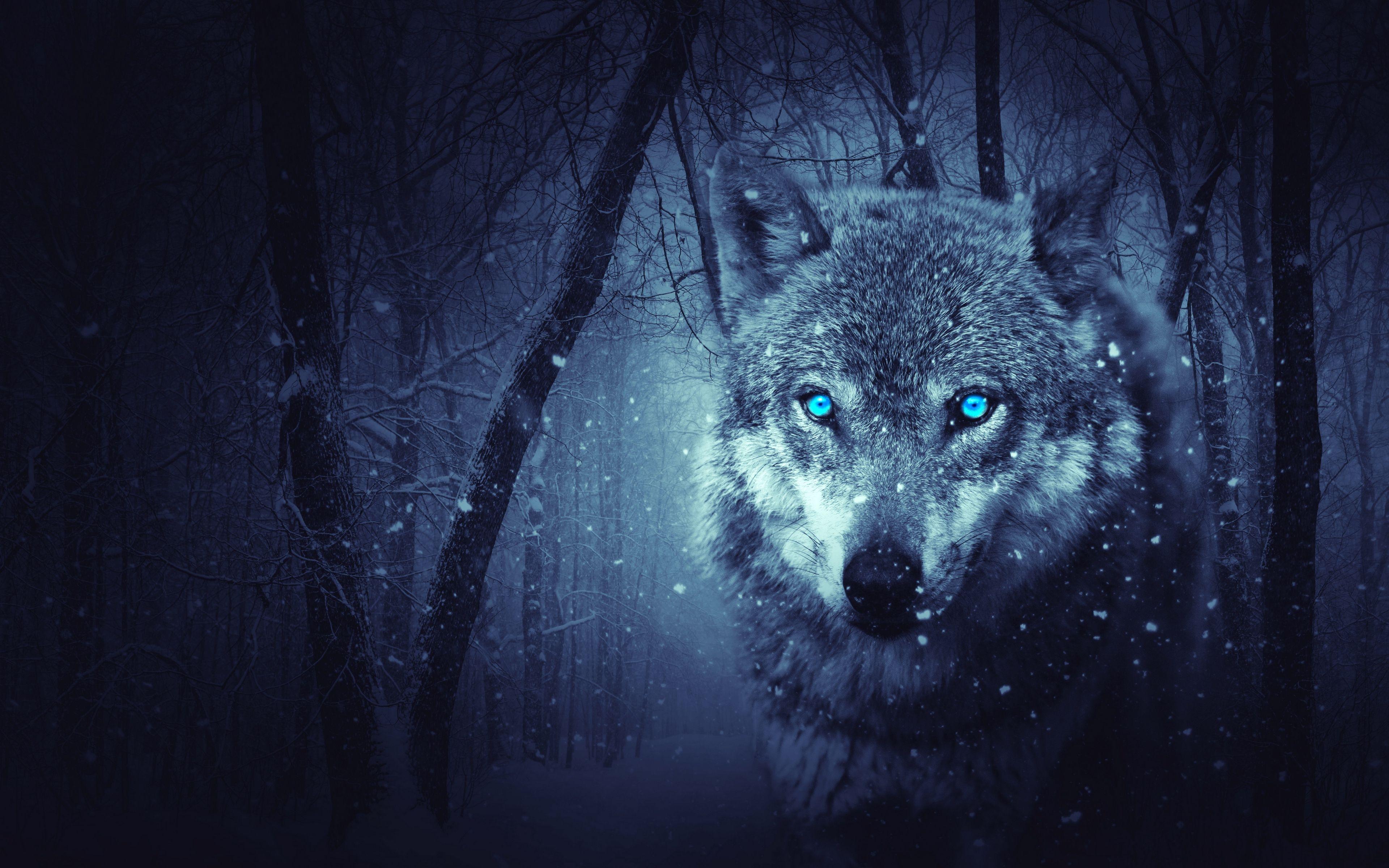 Wolves 4K Wallpapers - Top Free Wolves 4K Backgrounds - WallpaperAccess