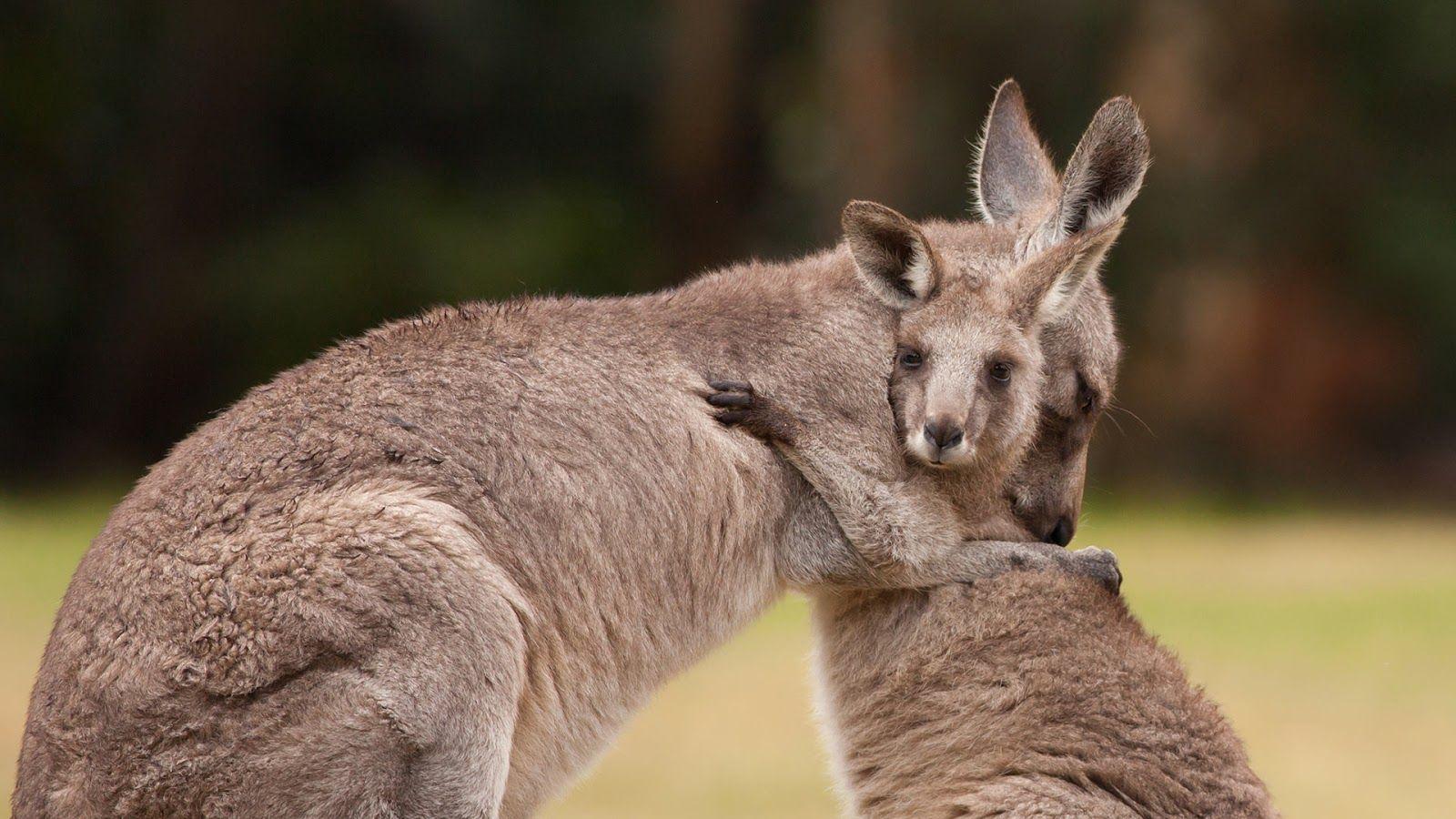 Kangaroo Desktop Wallpapers - Top Free Kangaroo Desktop Backgrounds ...
