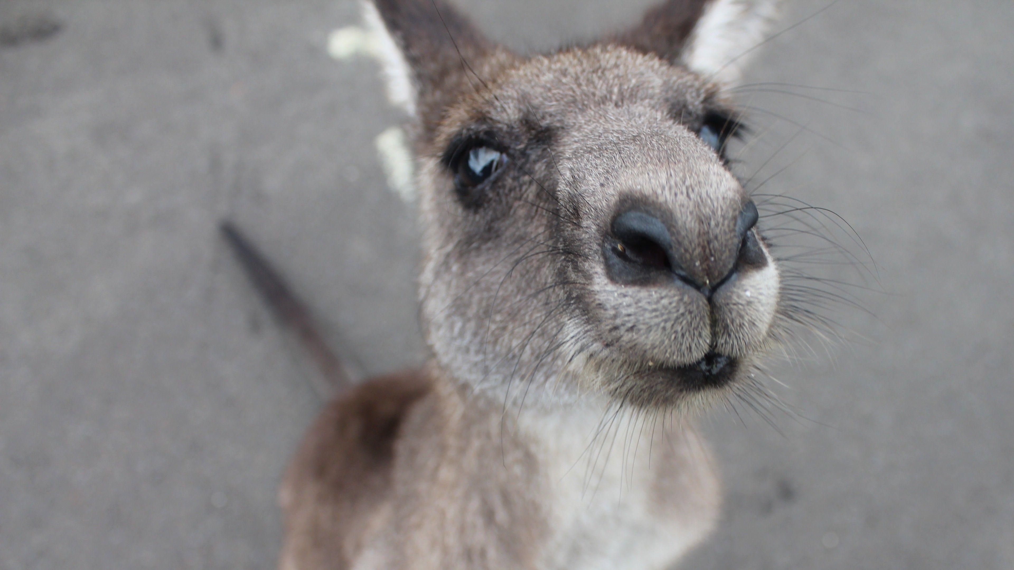 Baby Kangaroo Wallpapers - Top Free Baby Kangaroo Backgrounds ...
