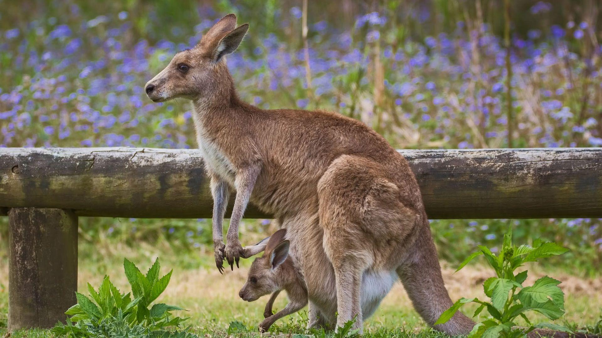 Baby Kangaroo Wallpapers - Top Free Baby Kangaroo Backgrounds ...