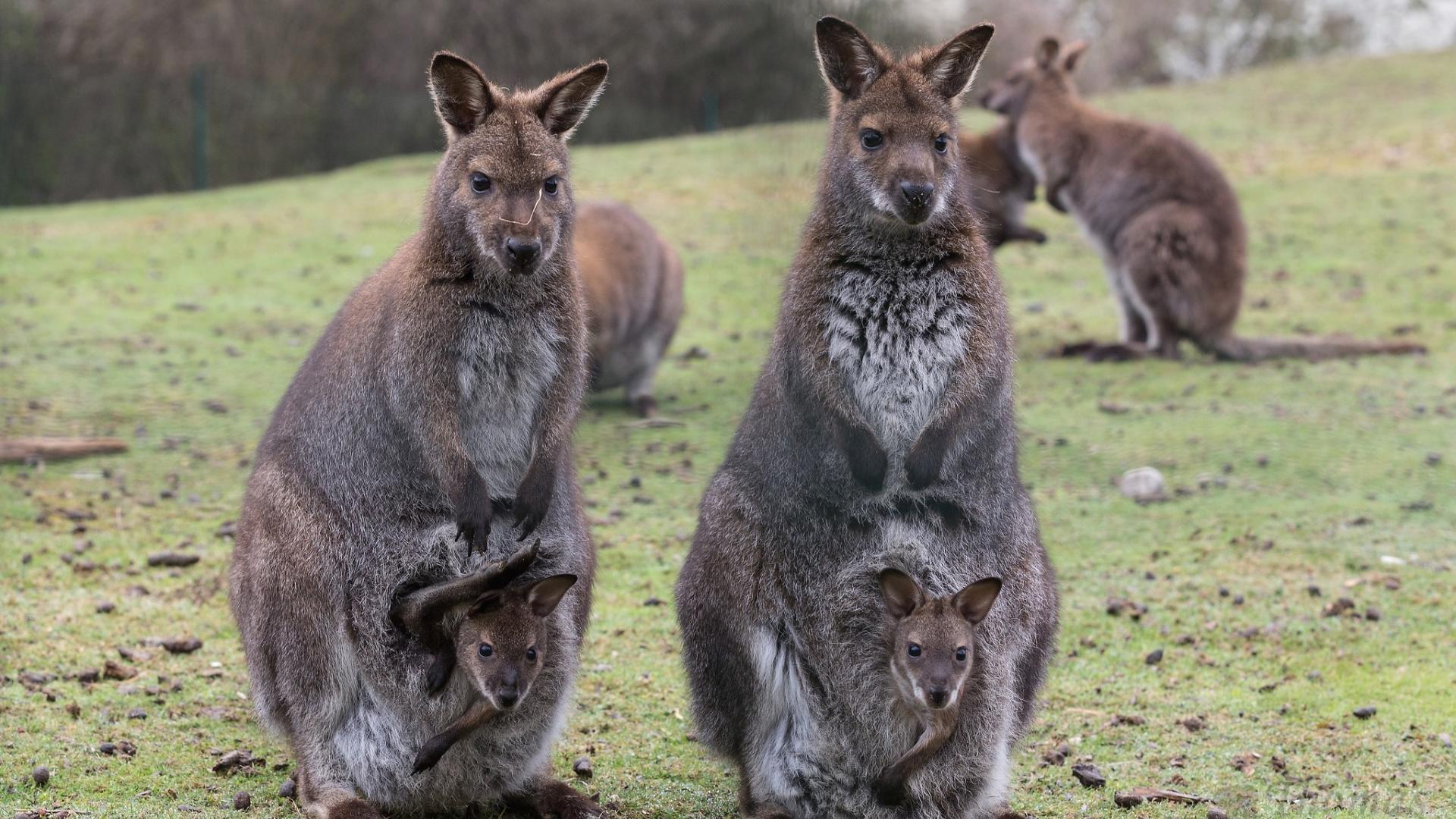 Baby Kangaroo Wallpapers - Top Free Baby Kangaroo Backgrounds ...