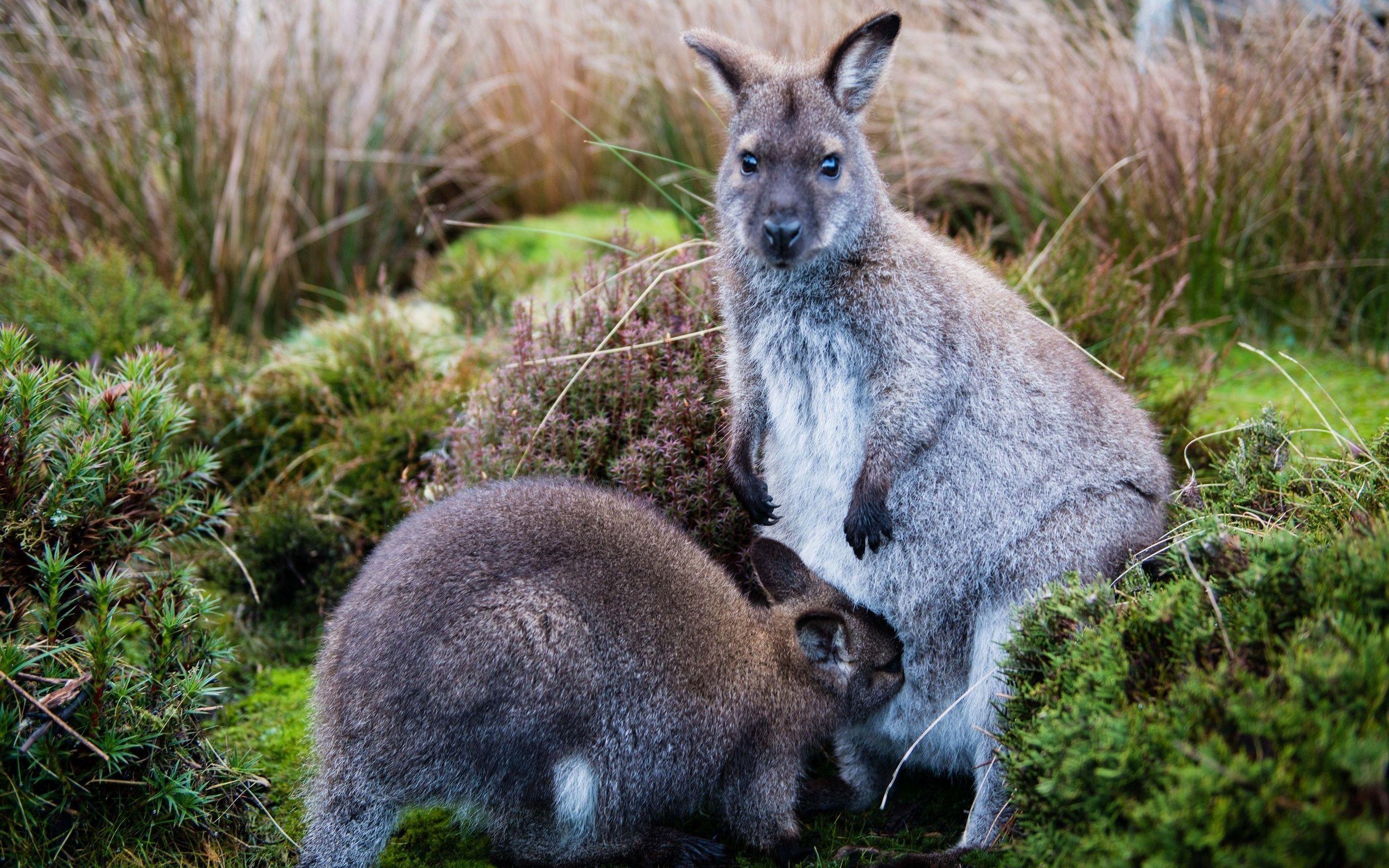 Baby Kangaroo Wallpapers - Top Free Baby Kangaroo Backgrounds ...