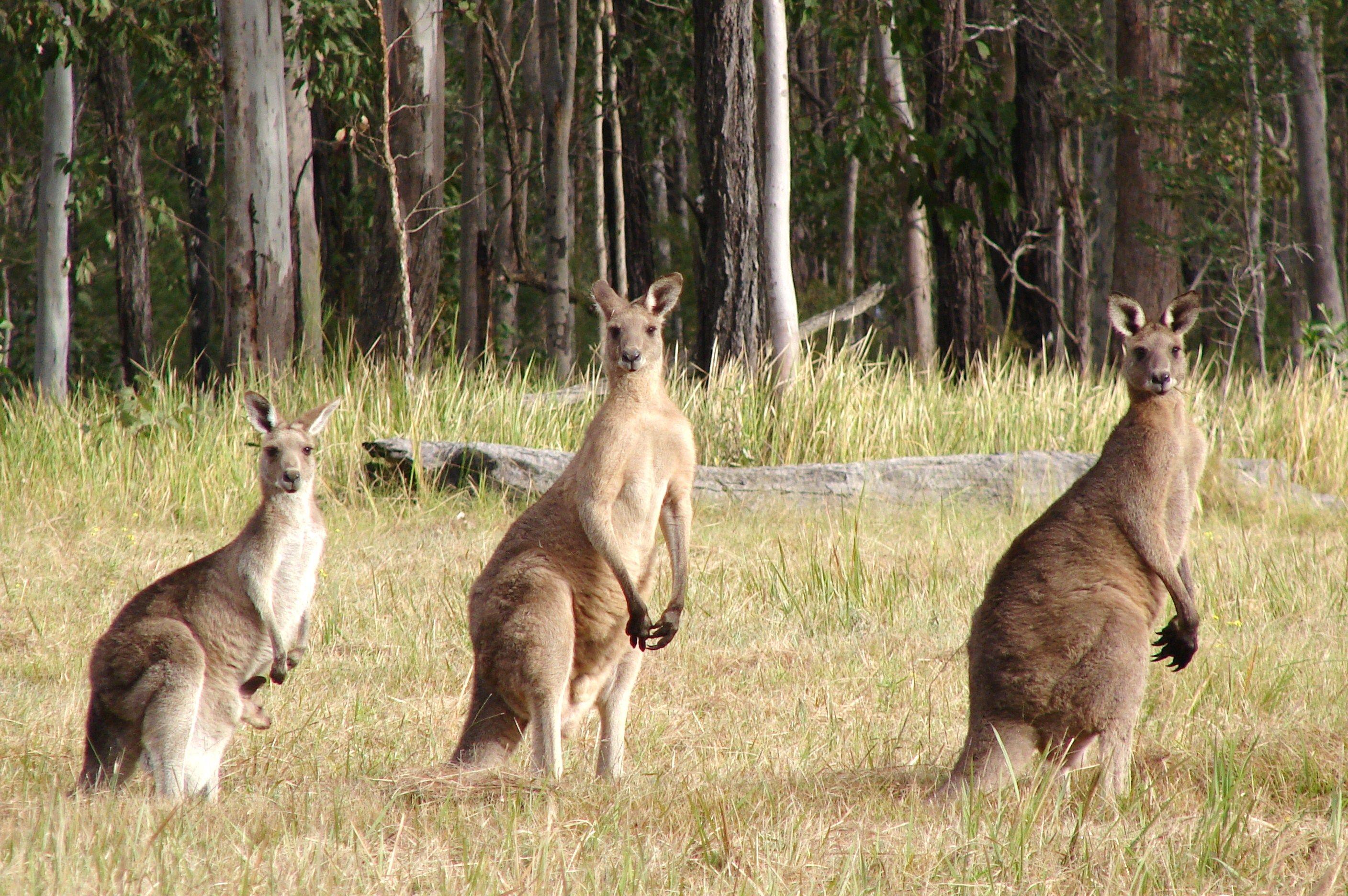 Baby Kangaroo Wallpapers - Top Free Baby Kangaroo Backgrounds ...
