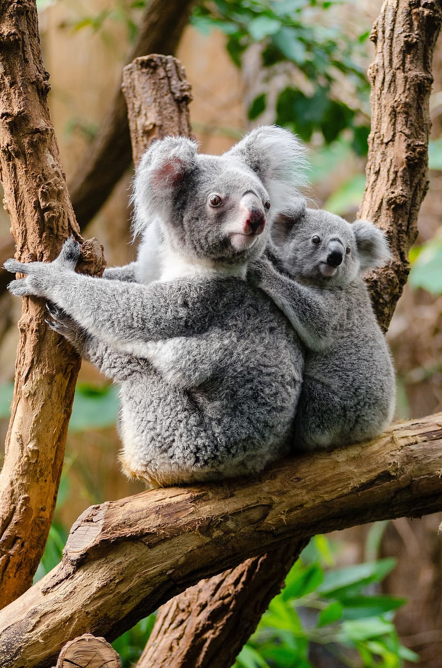 Cute Baby Koala Wallpapers - Top Free Cute Baby Koala Backgrounds - WallpaperAccess