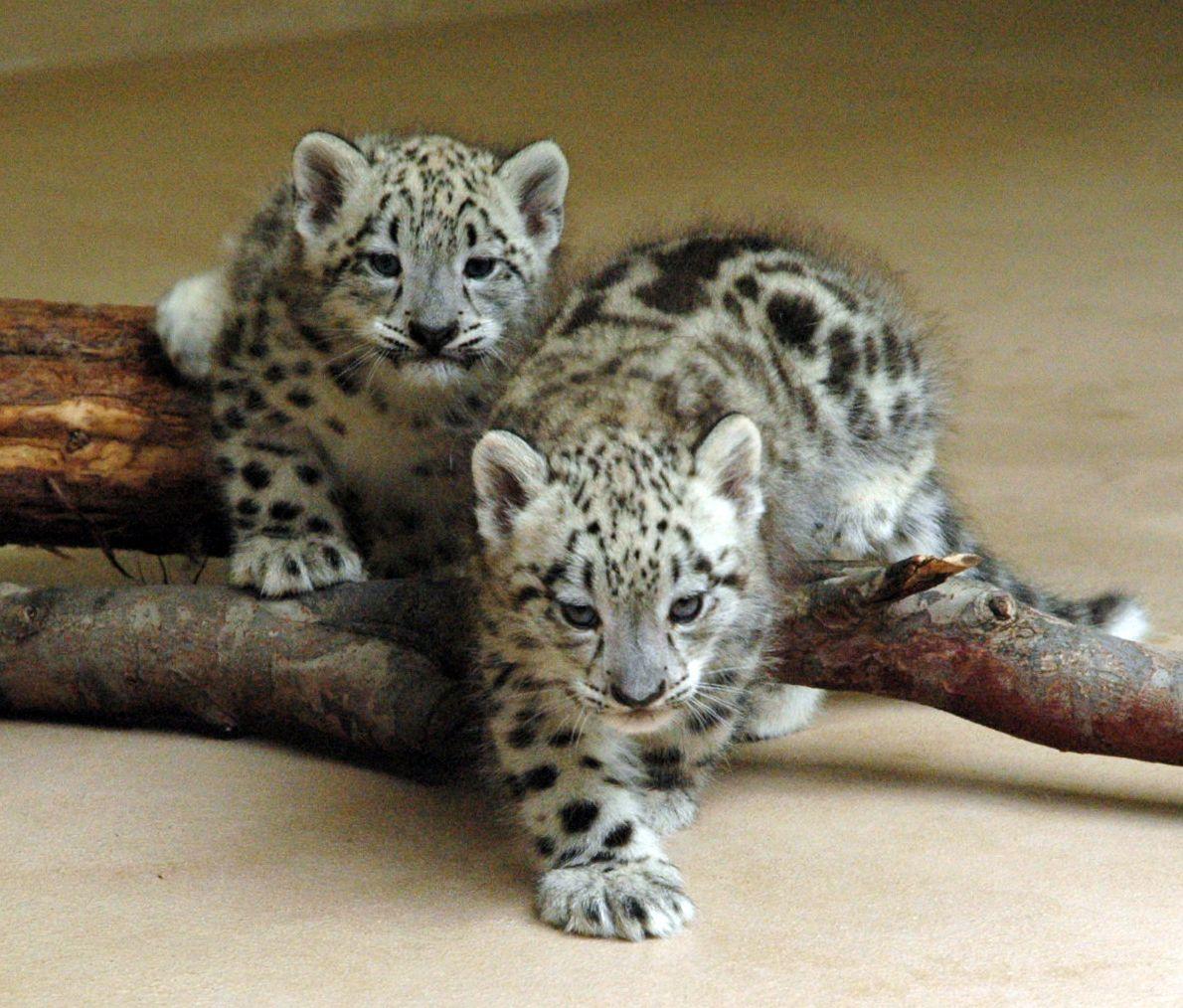 Cute Baby Leopard Wallpapers - Top Free Cute Baby Leopard Backgrounds ...