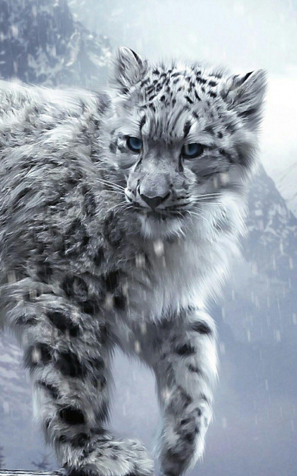 Cute Baby Leopard Wallpapers - Top Free Cute Baby Leopard Backgrounds ...