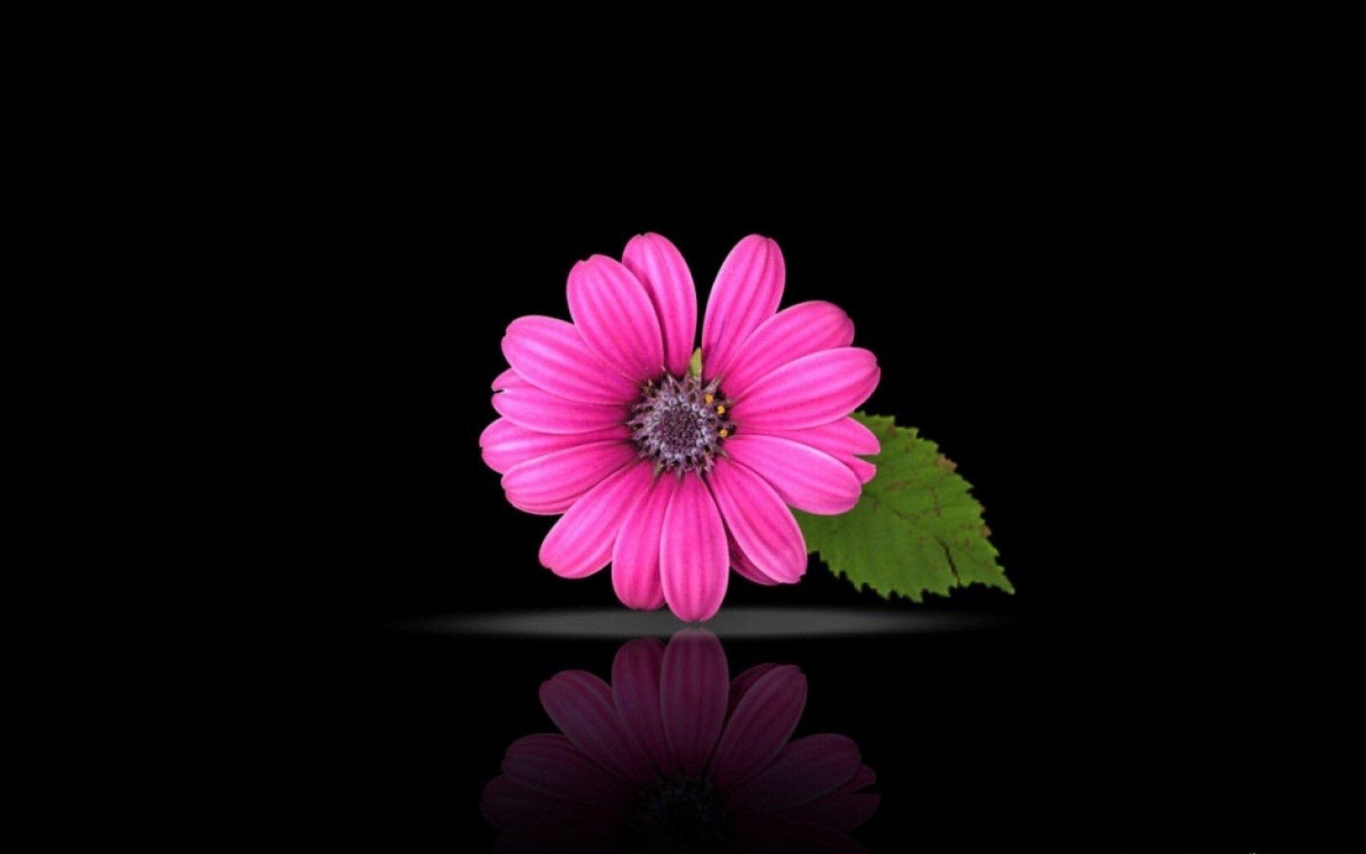 Black Flower Laptop Wallpapers - Top Free Black Flower Laptop ...