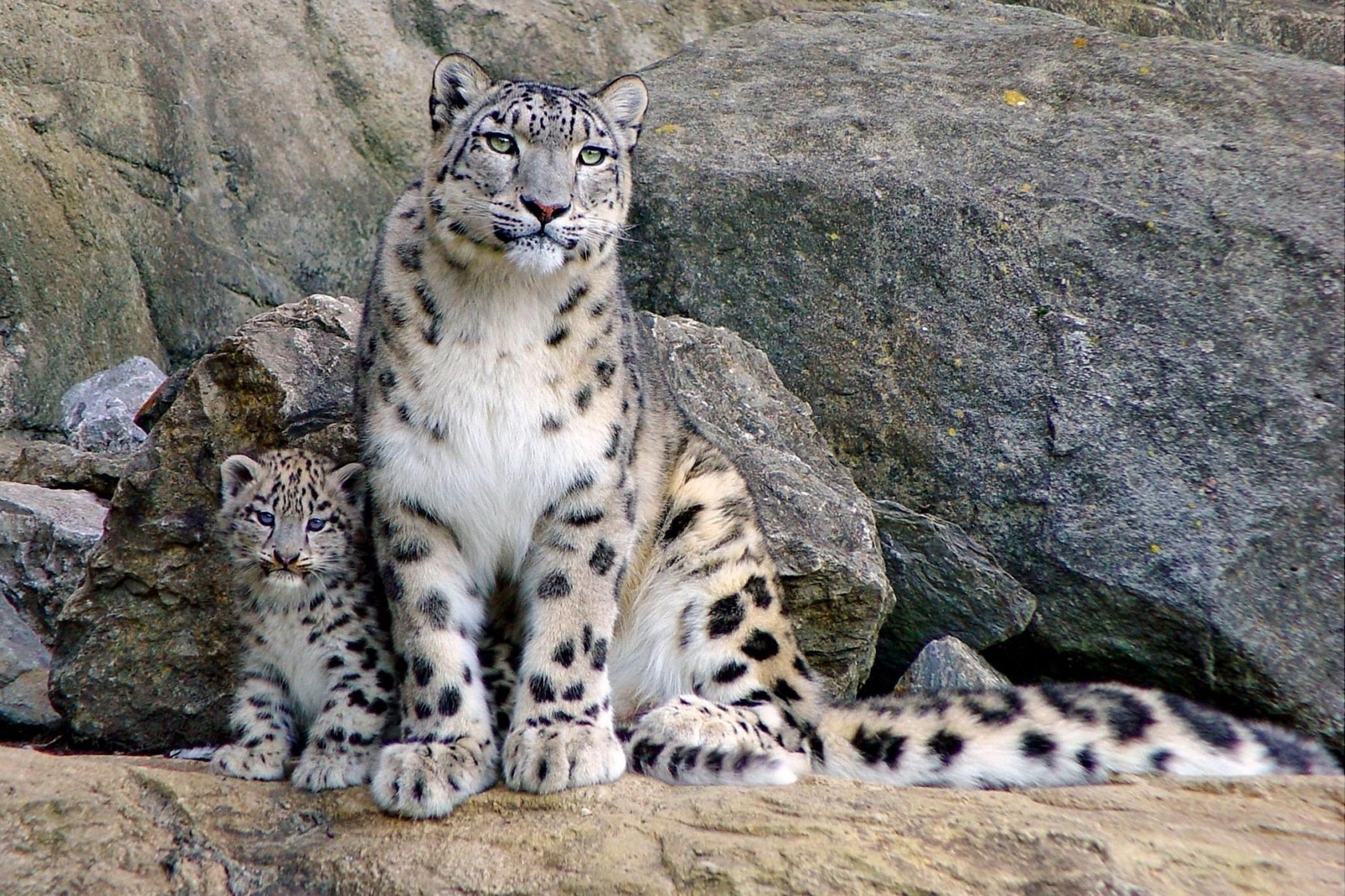 Cute Baby Leopard Wallpapers - Top Free Cute Baby Leopard Backgrounds ...