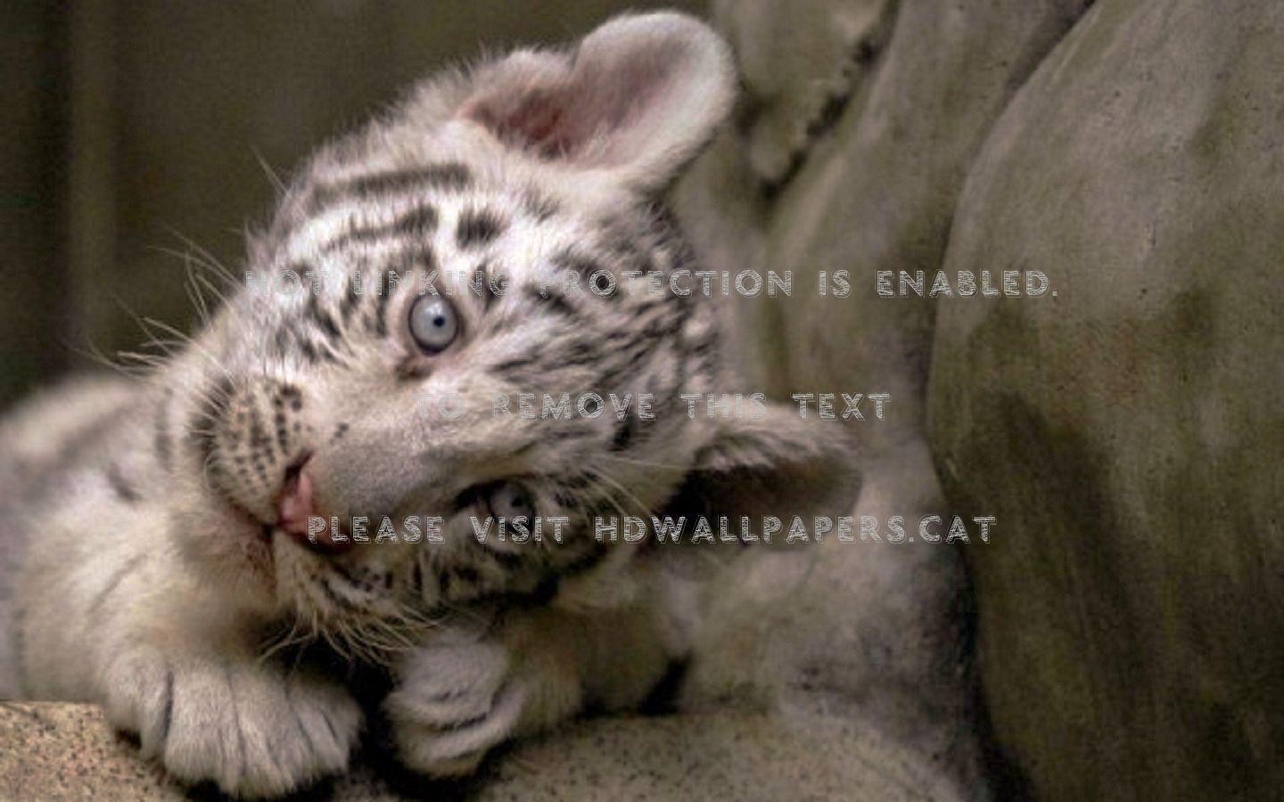 Cute Baby Leopard Wallpapers - Top Free Cute Baby Leopard Backgrounds ...