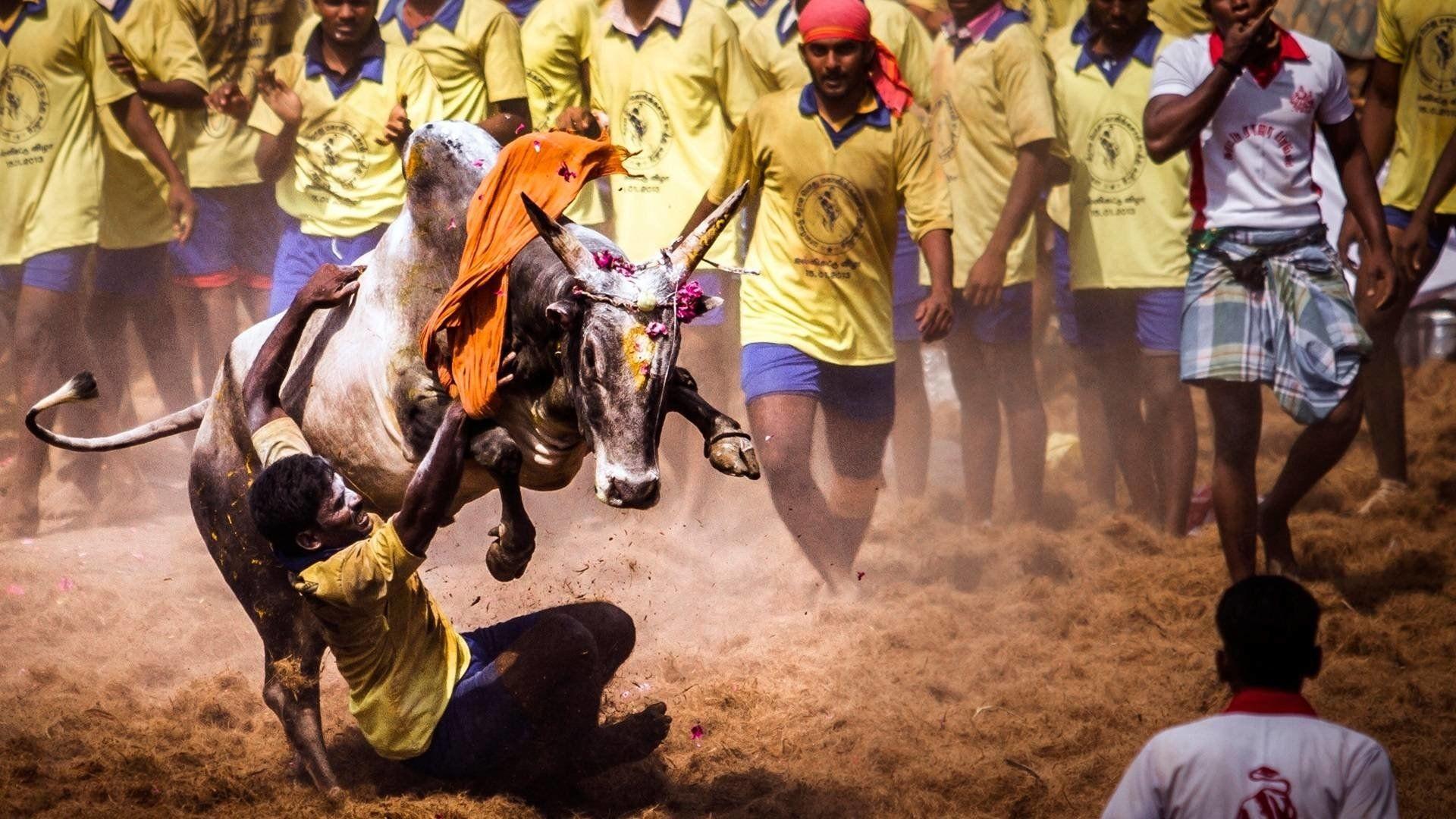 Jallikattu Wallpapers - Top Free Jallikattu Backgrounds - WallpaperAccess