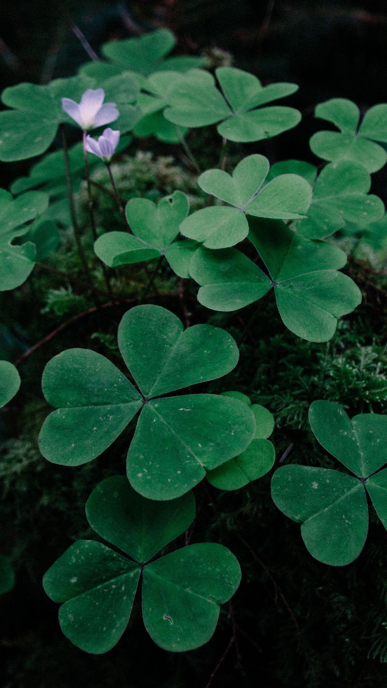 Shamrock iPhone Wallpapers - Top Free Shamrock iPhone Backgrounds ...