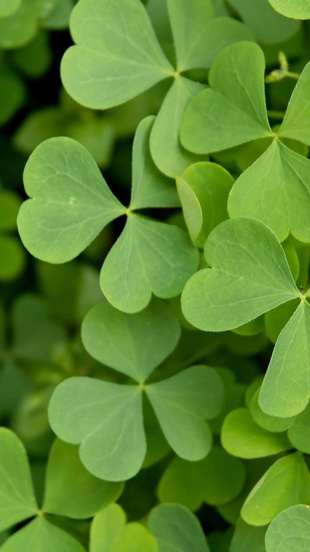 Shamrock iPhone Wallpapers - Top Free Shamrock iPhone Backgrounds ...