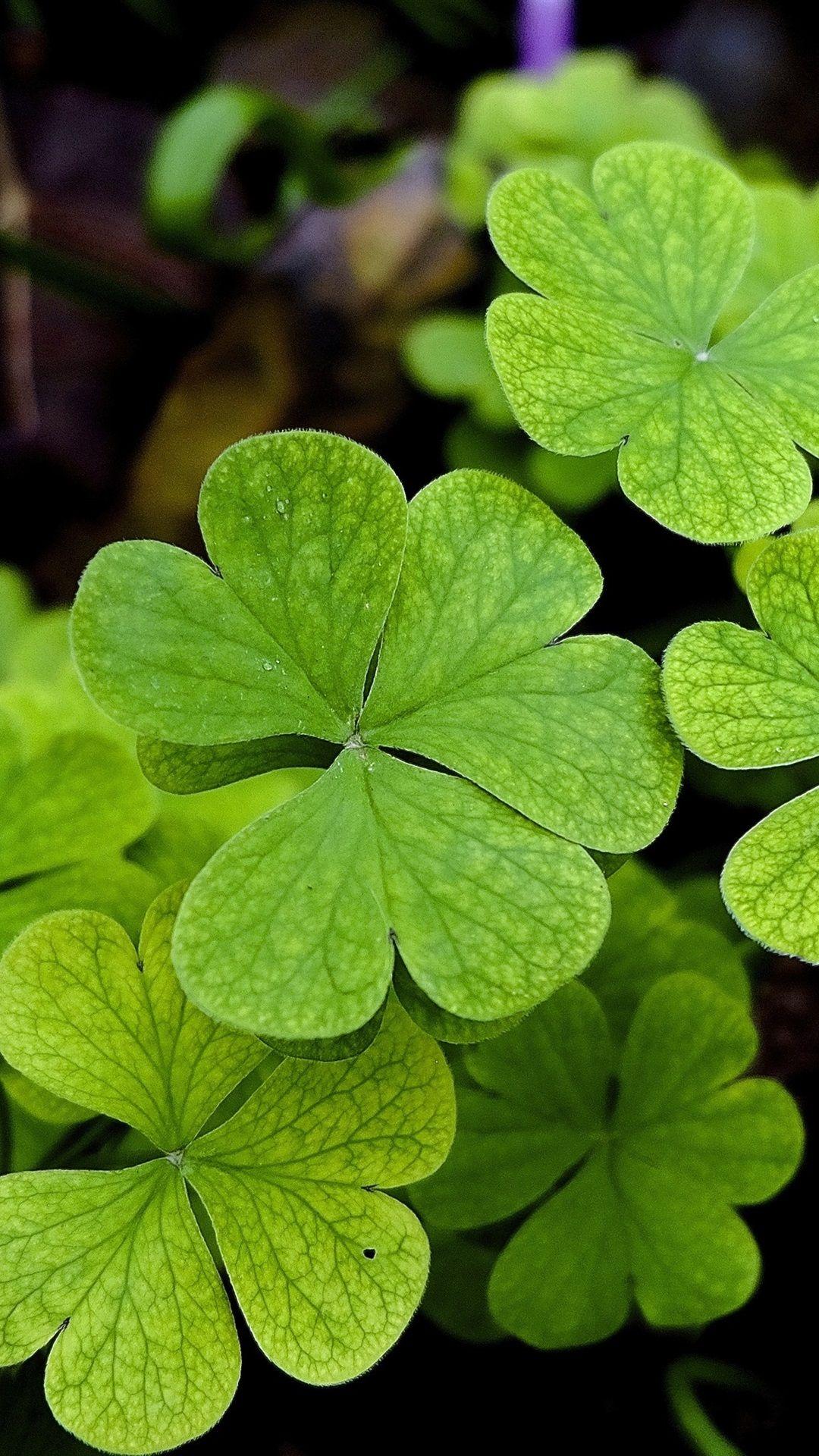 Shamrock iPhone Wallpapers - Top Free Shamrock iPhone Backgrounds ...
