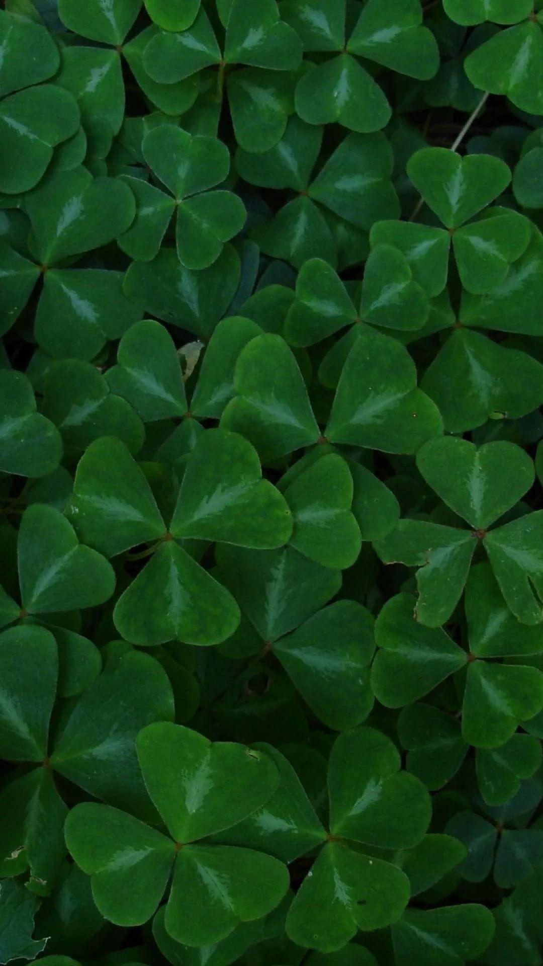 Shamrock iPhone Wallpapers - Top Free Shamrock iPhone Backgrounds ...
