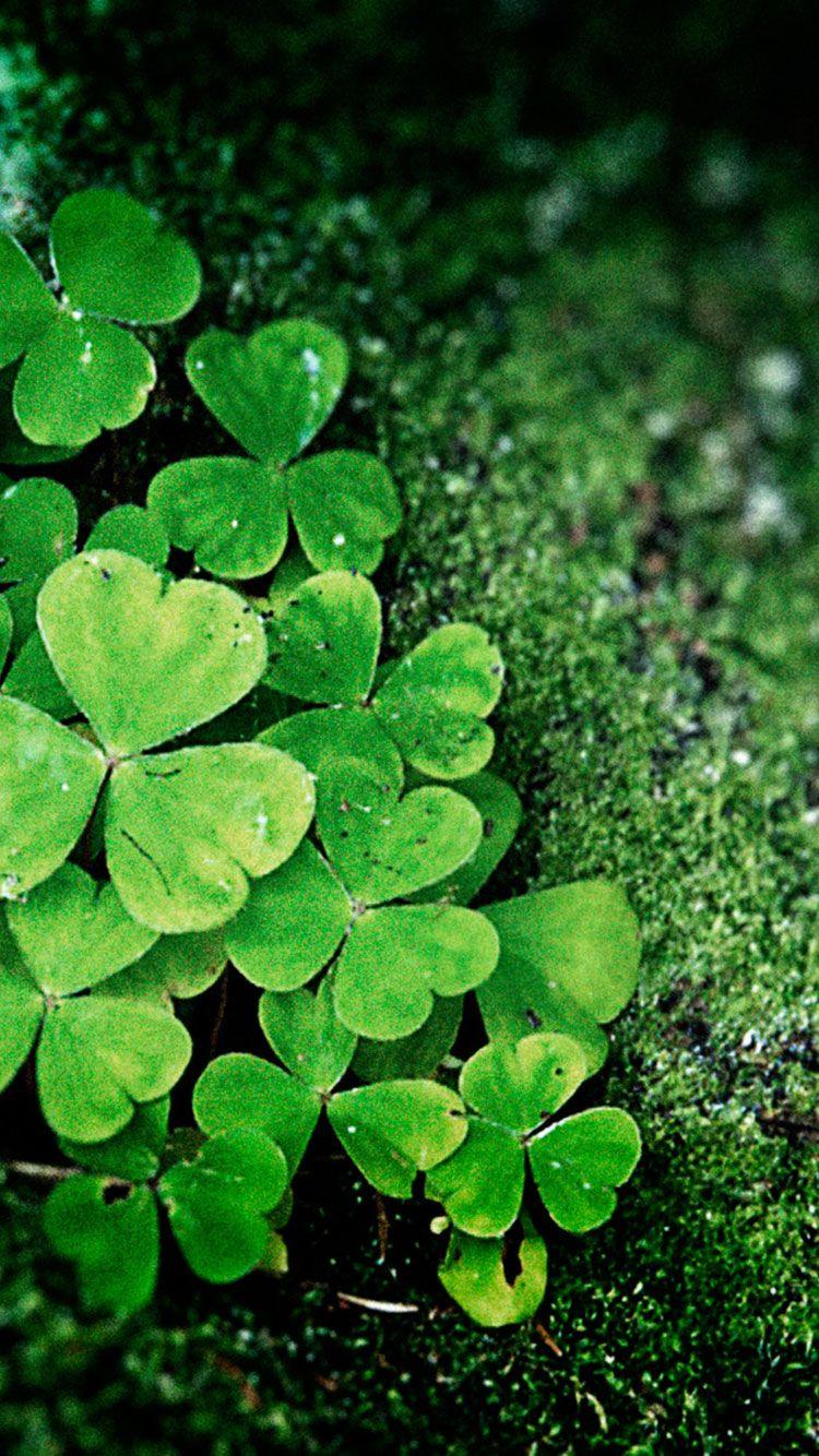 Shamrock iPhone Wallpapers - Top Free Shamrock iPhone Backgrounds ...