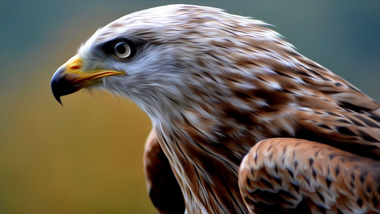 Eagle 4K Wallpapers - Top Free Eagle 4K Backgrounds - WallpaperAccess