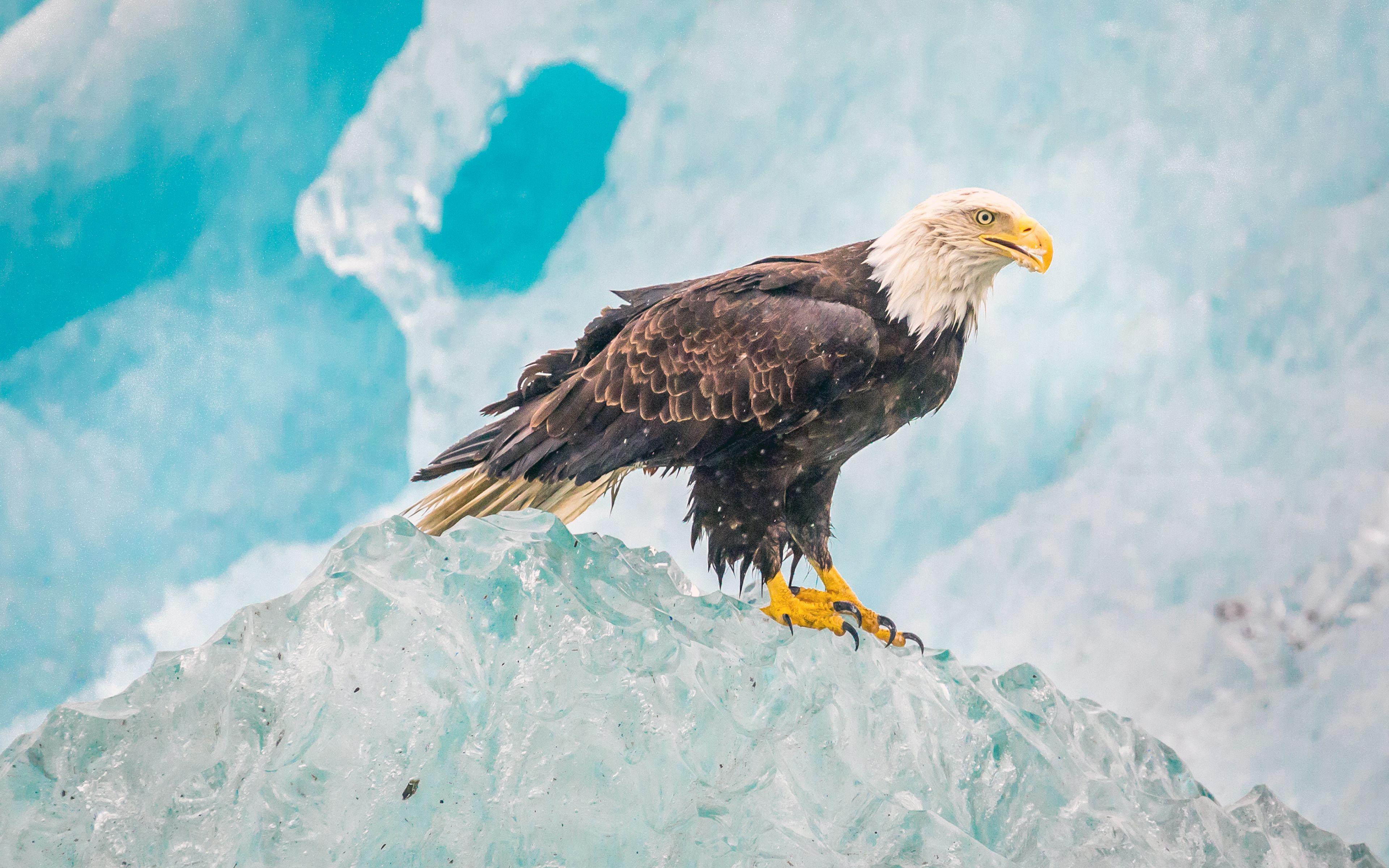 Eagle 4K Wallpapers - Top Free Eagle 4K Backgrounds - WallpaperAccess