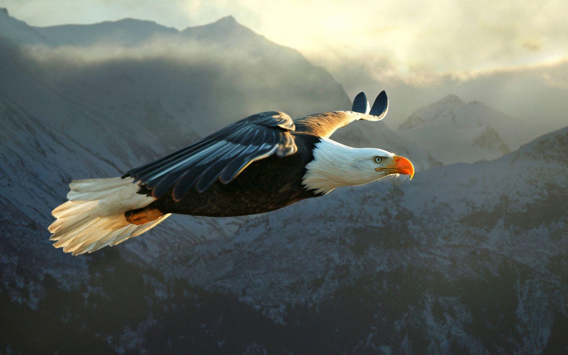 Eagle 4K Wallpapers - Top Free Eagle 4K Backgrounds - WallpaperAccess
