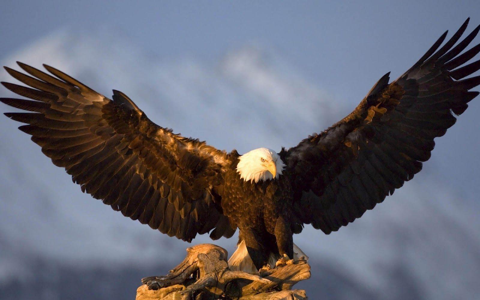 Eagle 4K Wallpapers - Top Free Eagle 4K Backgrounds - WallpaperAccess
