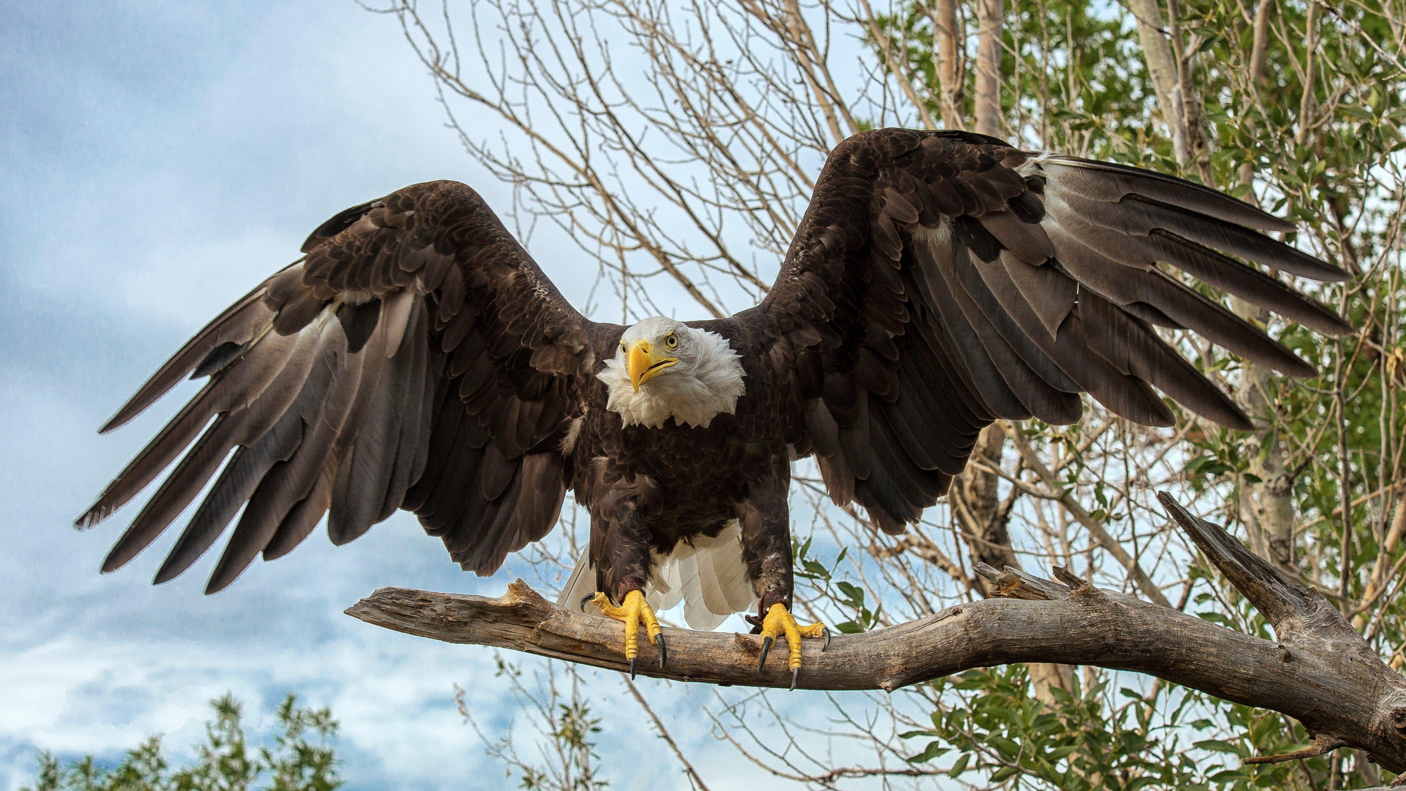 Eagle 4K Wallpapers - Top Free Eagle 4K Backgrounds - WallpaperAccess