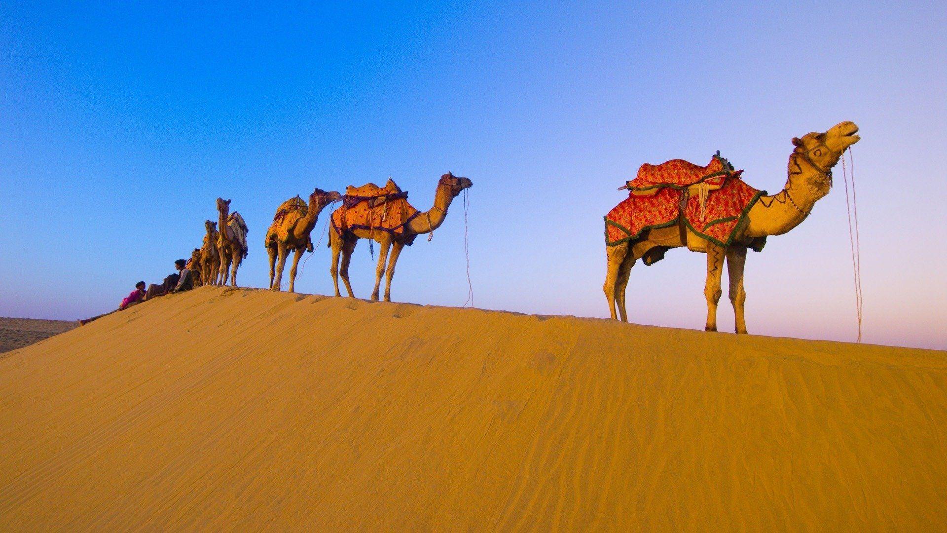 Camel HD Desktop Wallpapers - Top Free Camel HD Desktop Backgrounds ...