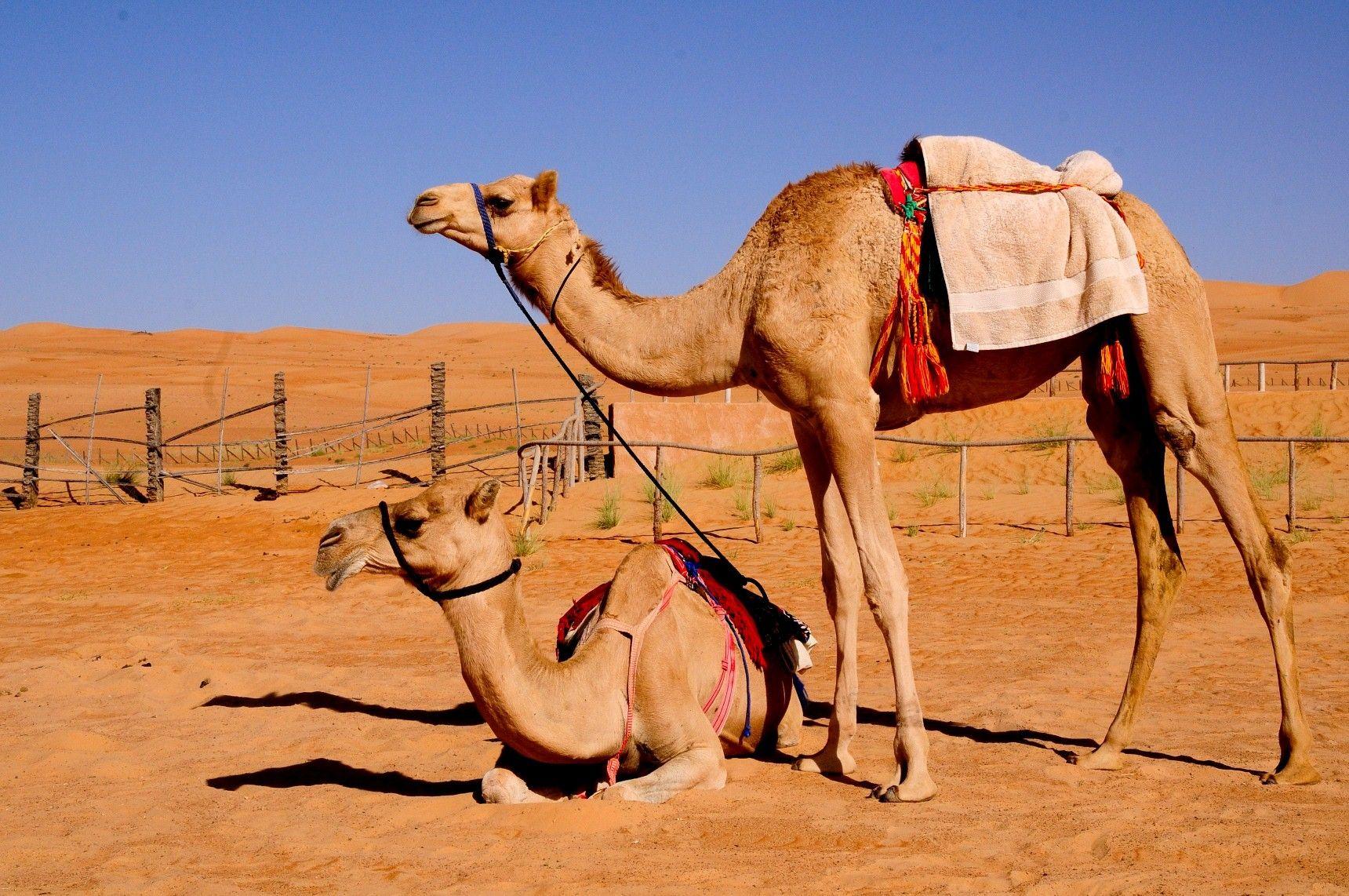 Camel HD Desktop Wallpapers - Top Free Camel HD Desktop Backgrounds ...