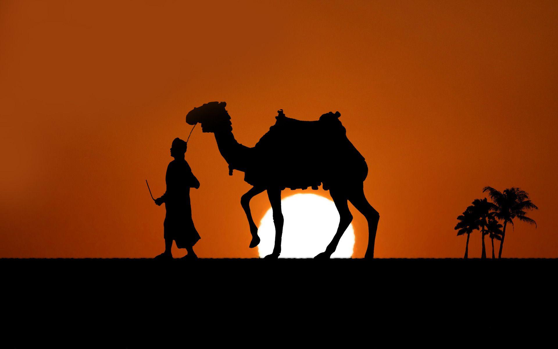 Camel HD Desktop Wallpapers - Top Free Camel HD Desktop Backgrounds ...