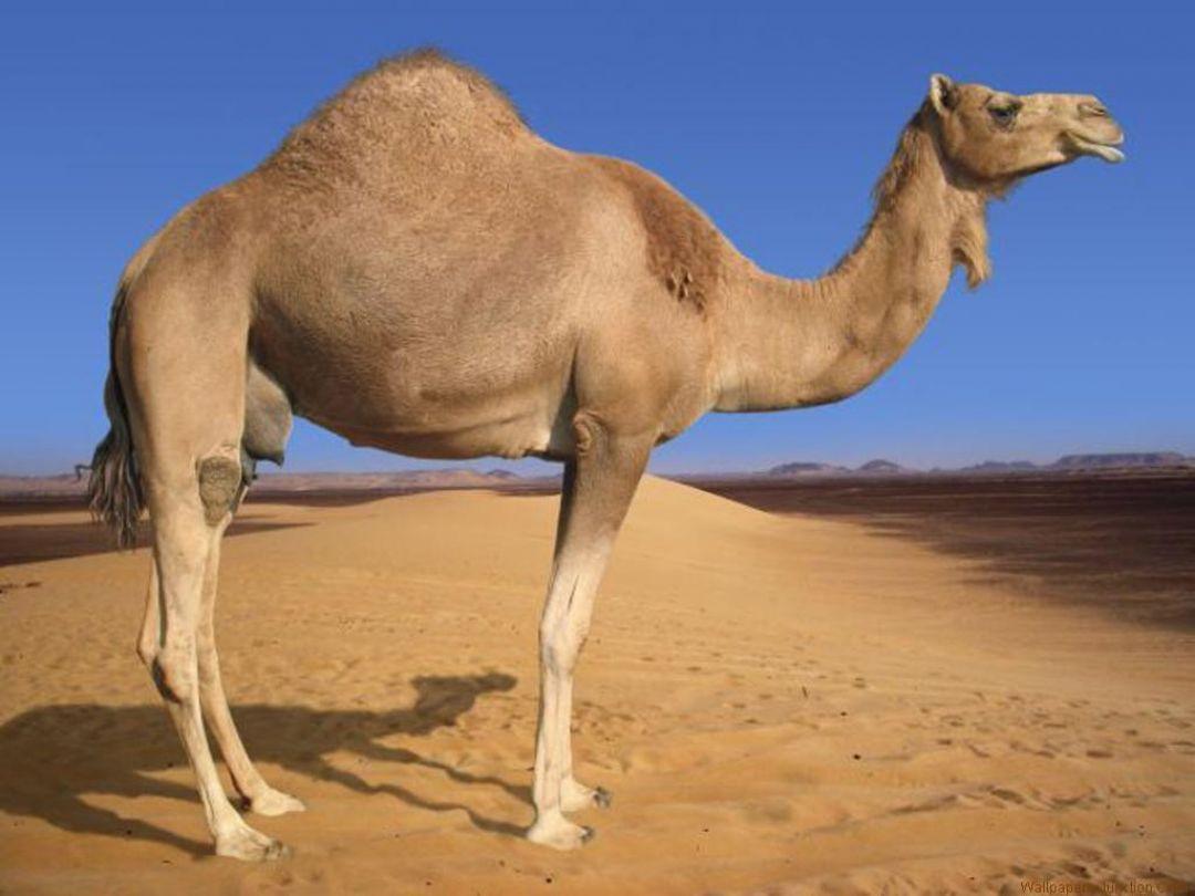 Camel HD Desktop Wallpapers - Top Free Camel HD Desktop Backgrounds ...