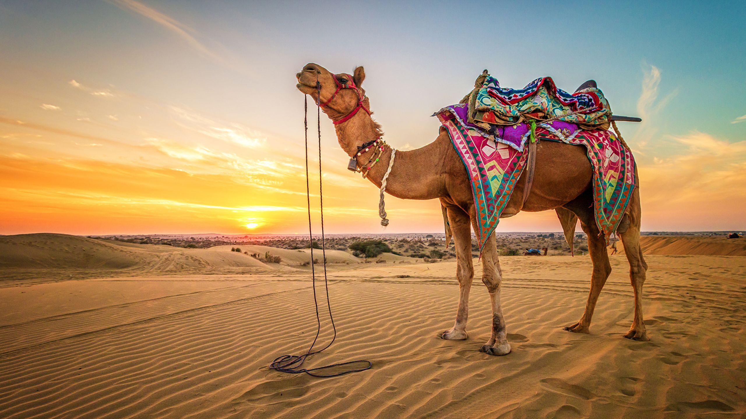 Camel HD Desktop Wallpapers - Top Free Camel HD Desktop Backgrounds ...