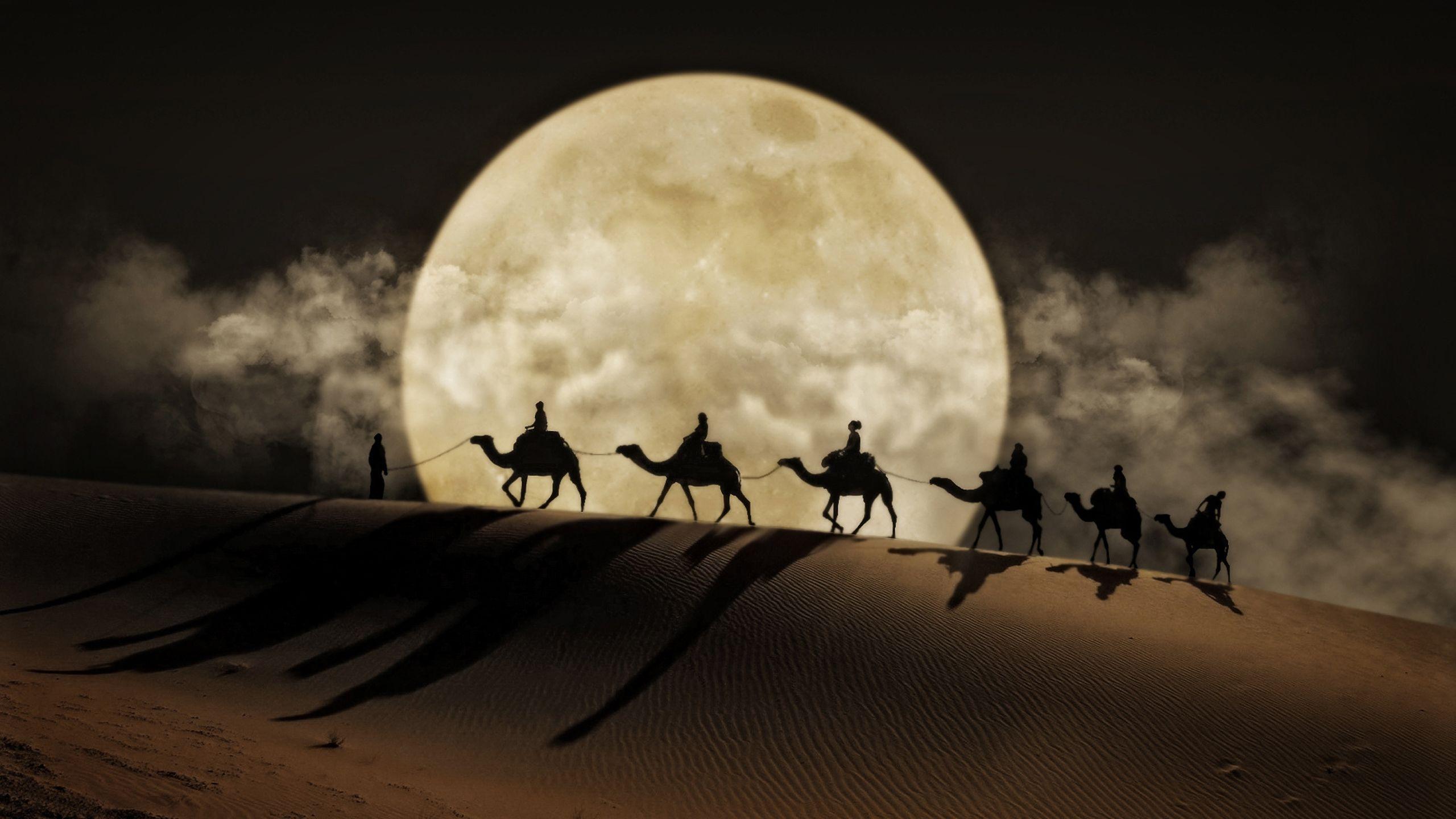 Camel HD Desktop Wallpapers - Top Free Camel HD Desktop Backgrounds ...