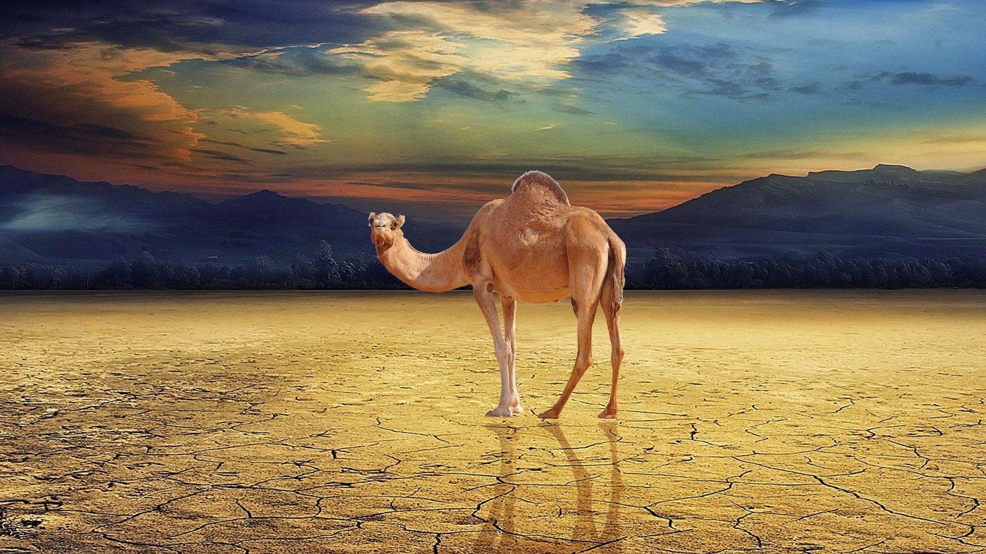 Camel HD Desktop Wallpapers - Top Free Camel HD Desktop Backgrounds ...