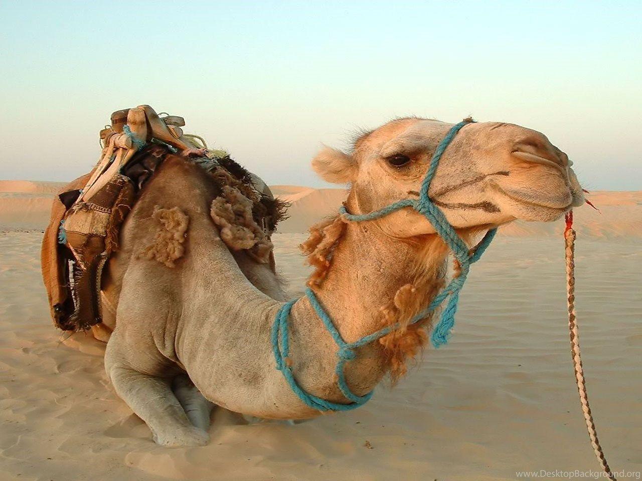 Camel HD Desktop Wallpapers - Top Free Camel HD Desktop Backgrounds ...