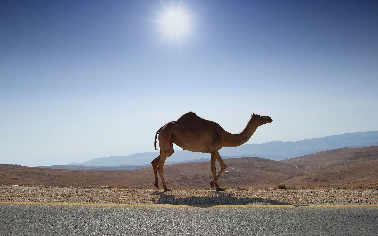 Camel HD Desktop Wallpapers - Top Free Camel HD Desktop Backgrounds ...