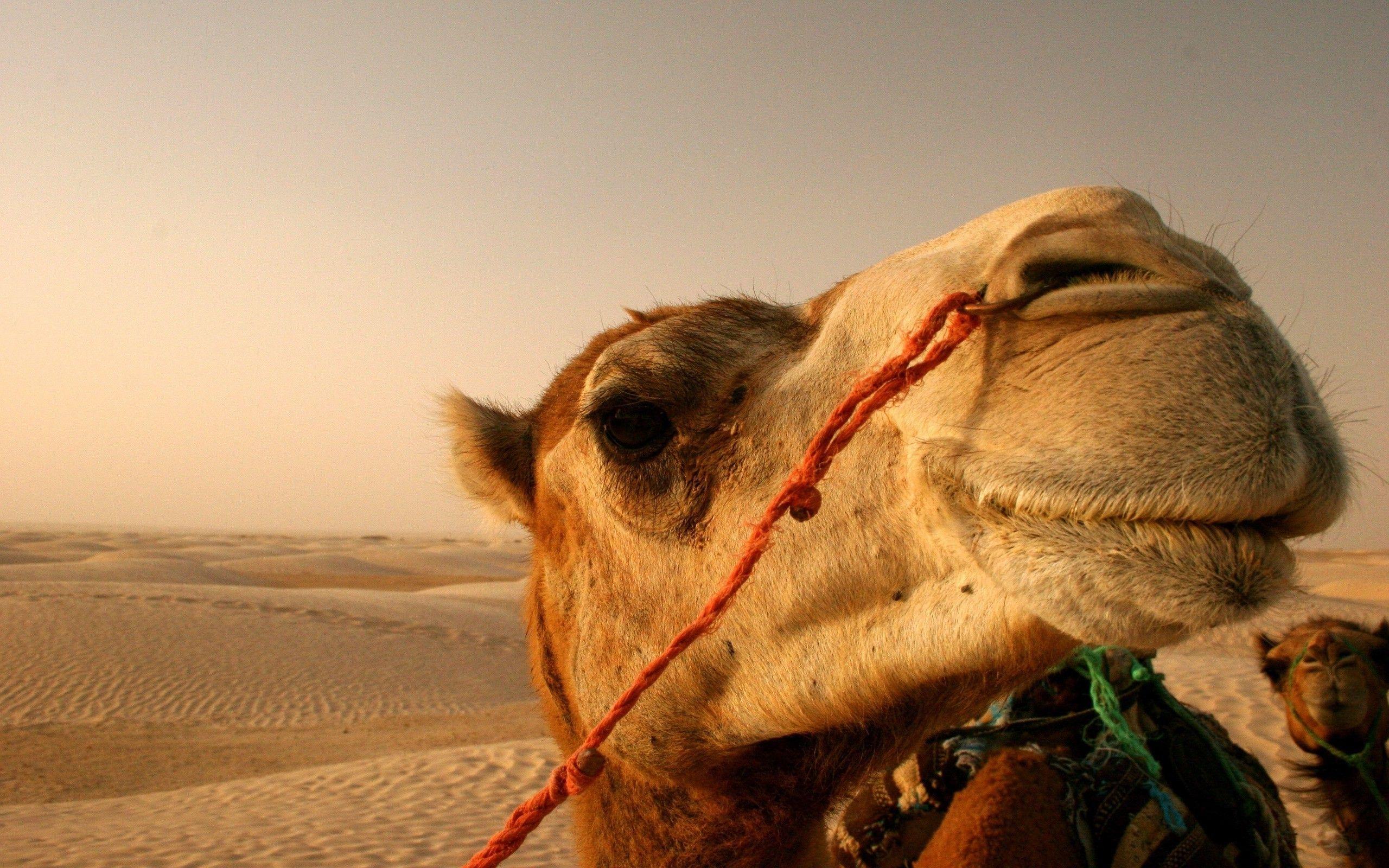 Camel HD Desktop Wallpapers - Top Free Camel HD Desktop Backgrounds ...