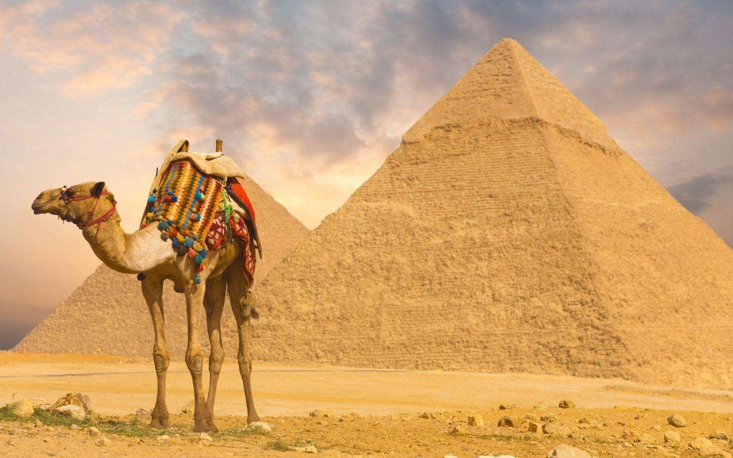 Camel HD Desktop Wallpapers - Top Free Camel HD Desktop Backgrounds ...