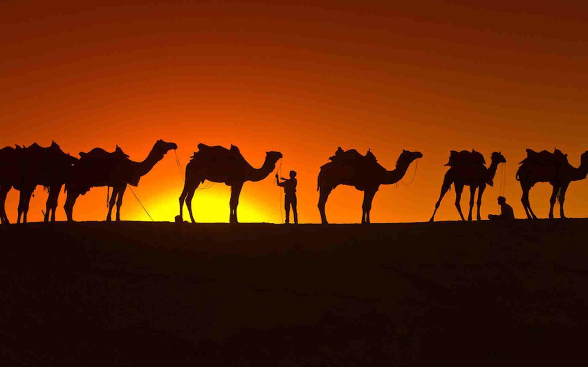 Camel HD Desktop Wallpapers - Top Free Camel HD Desktop Backgrounds ...