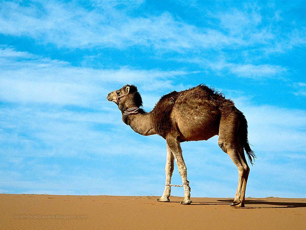 Camel HD Desktop Wallpapers - Top Free Camel HD Desktop Backgrounds ...