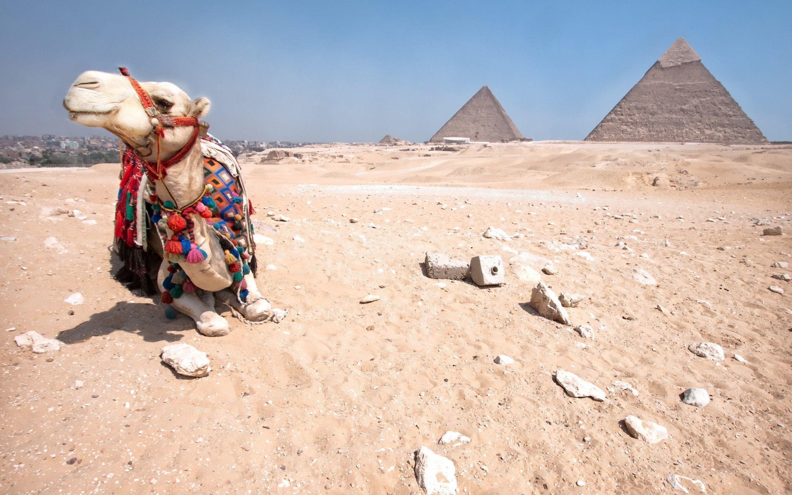 Camel HD Desktop Wallpapers - Top Free Camel HD Desktop Backgrounds ...