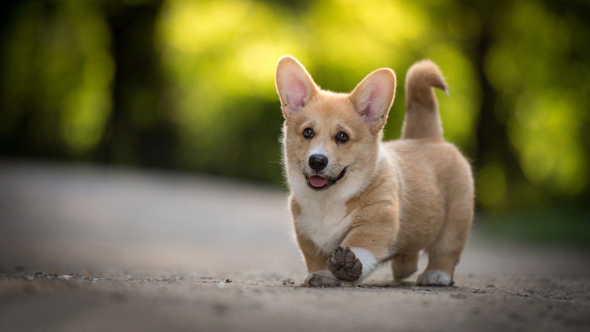 Corgi Dog Wallpapers - Top Free Corgi Dog Backgrounds - WallpaperAccess