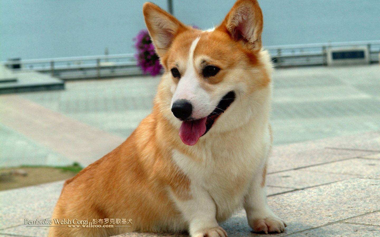 Corgi Dog Wallpapers - Top Free Corgi Dog Backgrounds - WallpaperAccess
